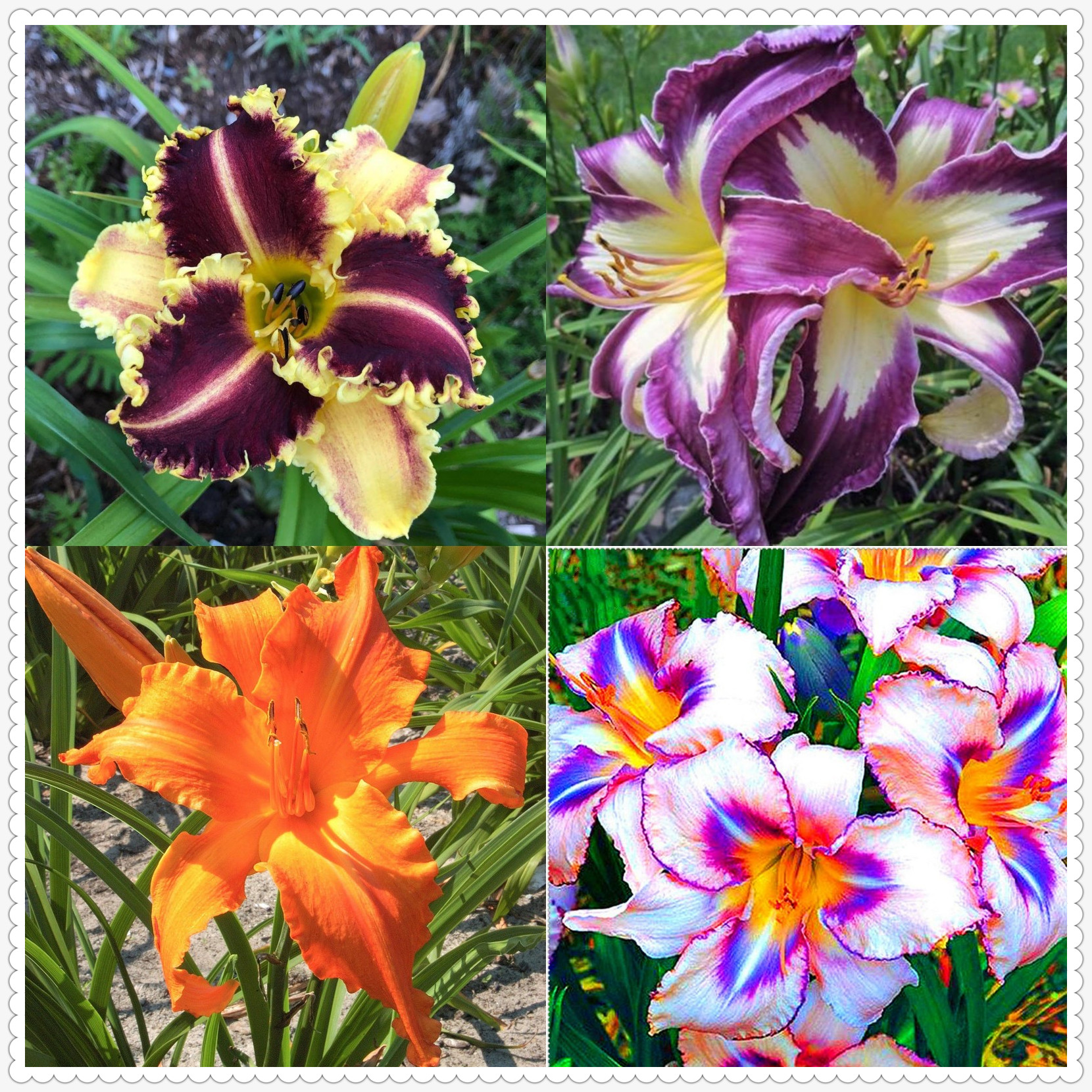 Daylily Reblooming For Planting,Peculiar,Aroma,Hemerocallis Fulva ...