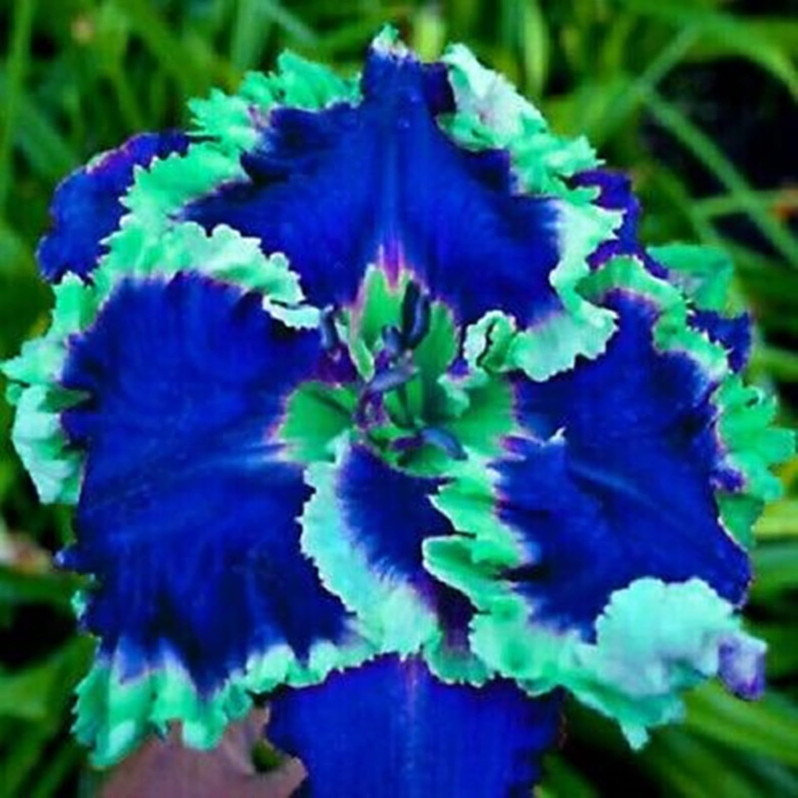 Daylily Reblooming For Planting,Peculiar,Aroma,Hemerocallis Fulva ...