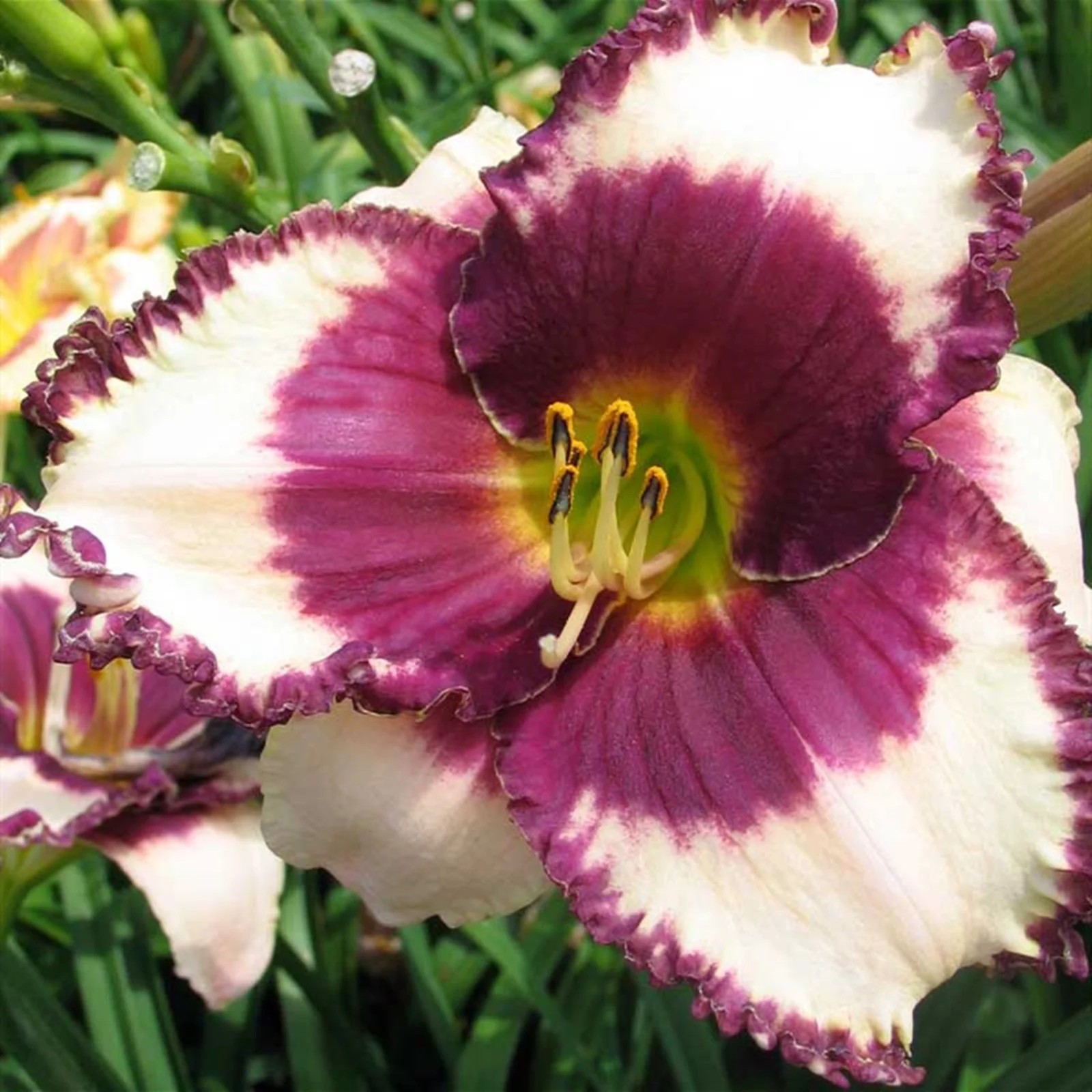 Daylily Reblooming For Planting,Peculiar,Hemerocallis Fulva,Surprise to ...