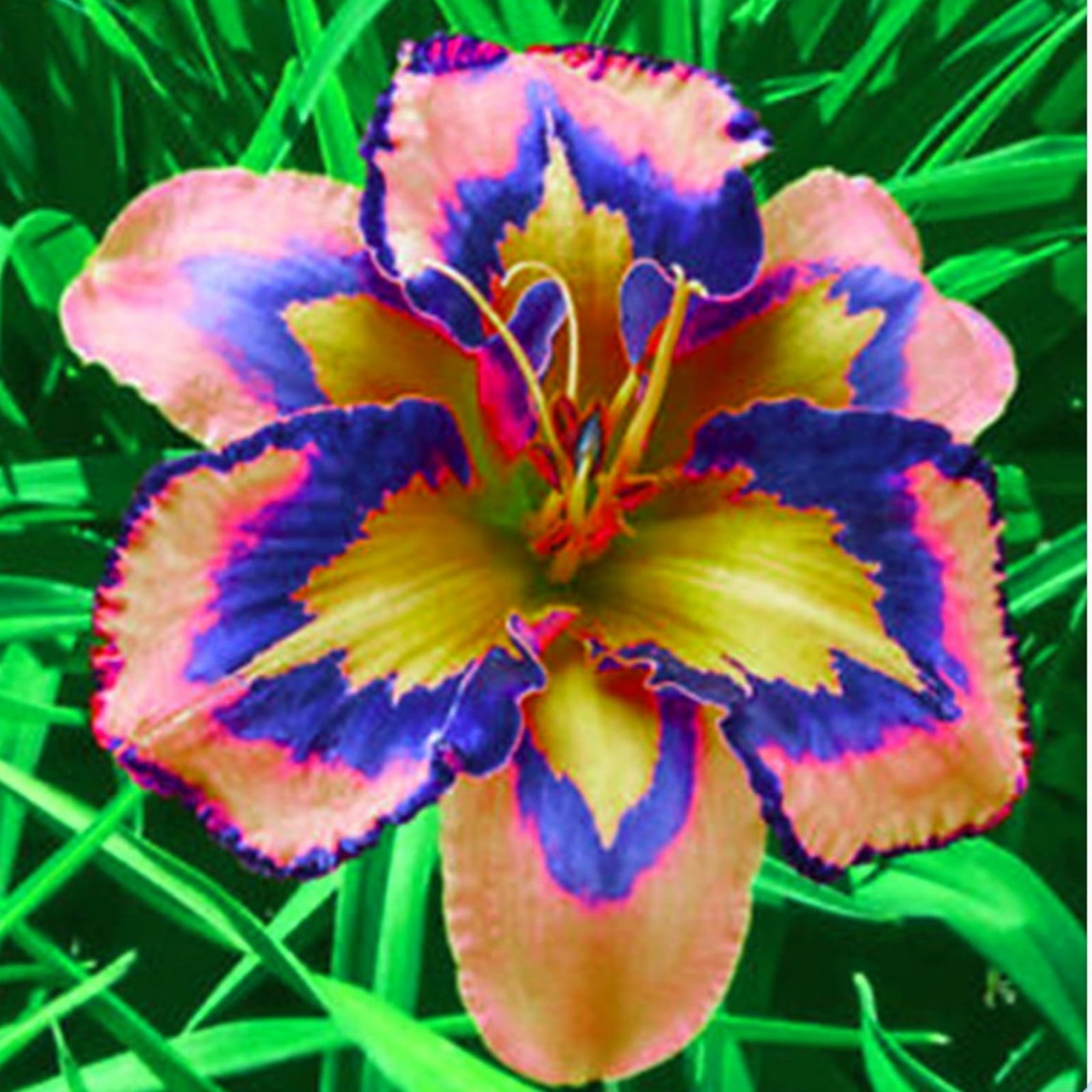 Daylily Reblooming For Planting,Peculiar,Hemerocallis Fulva,Surprise to ...