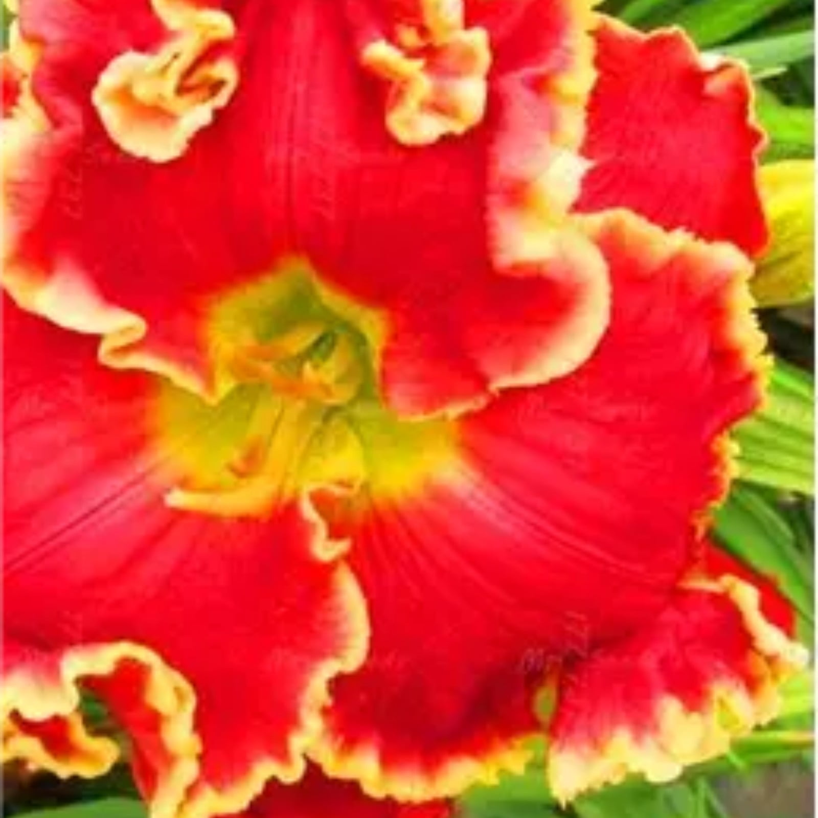 Daylily Reblooming For Planting,Peculiar,Hemerocallis Fulva,Surprise to ...