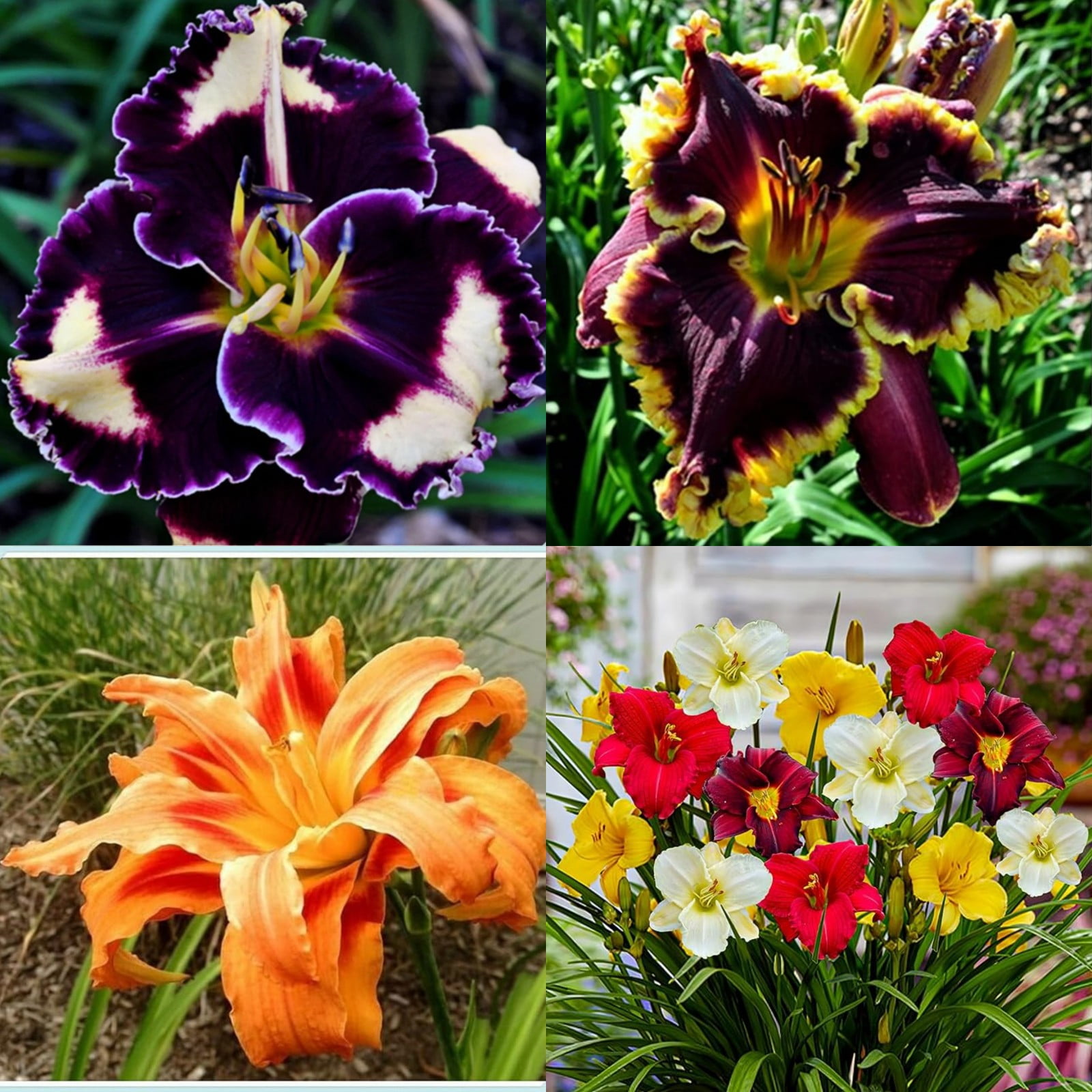 Daylily Reblooming For Planting,Peculiar,Hemerocallis Fulva,Surprise to ...