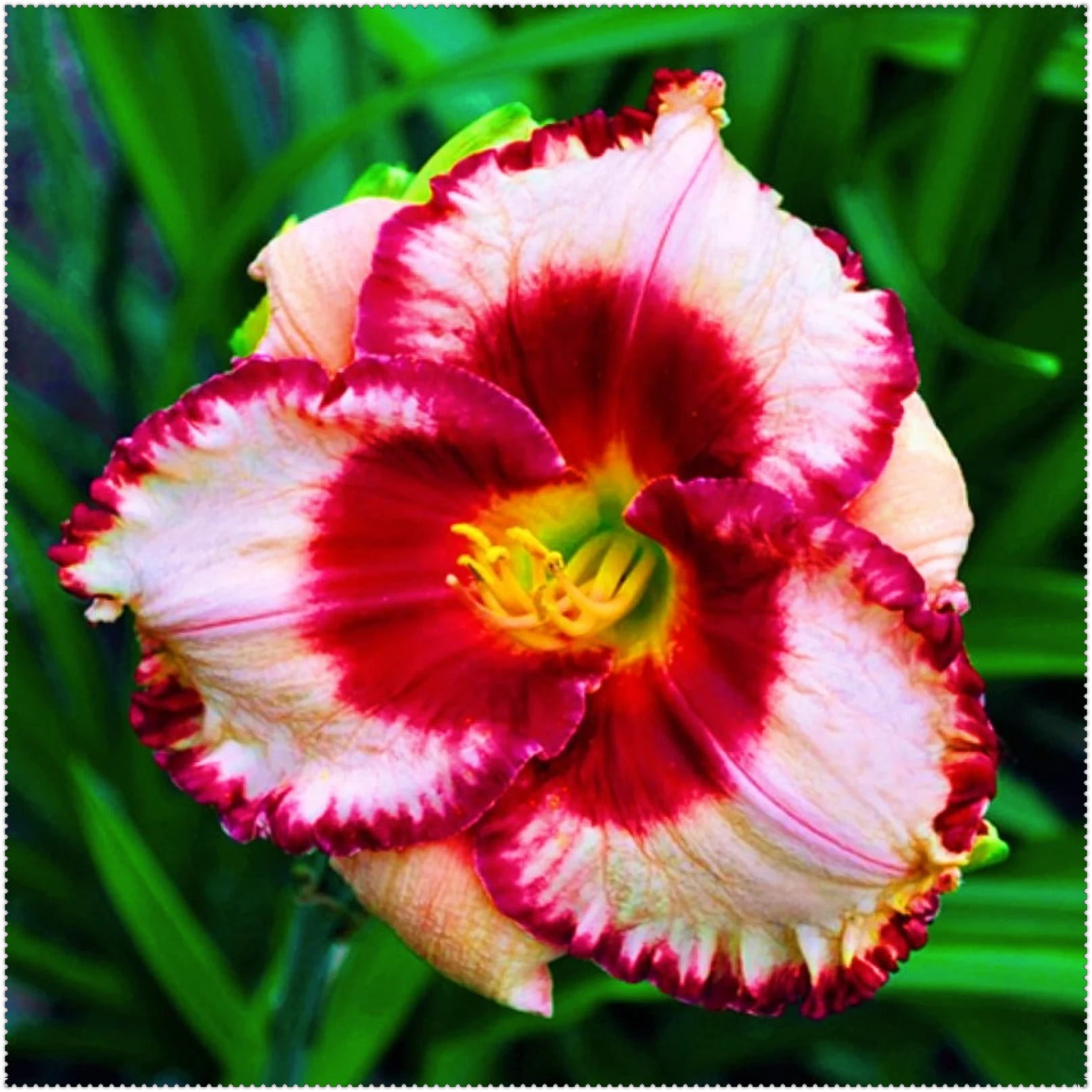 Daylily Reblooming For Planting,Resistant,Hemerocallis Fulva,Peculiar ...