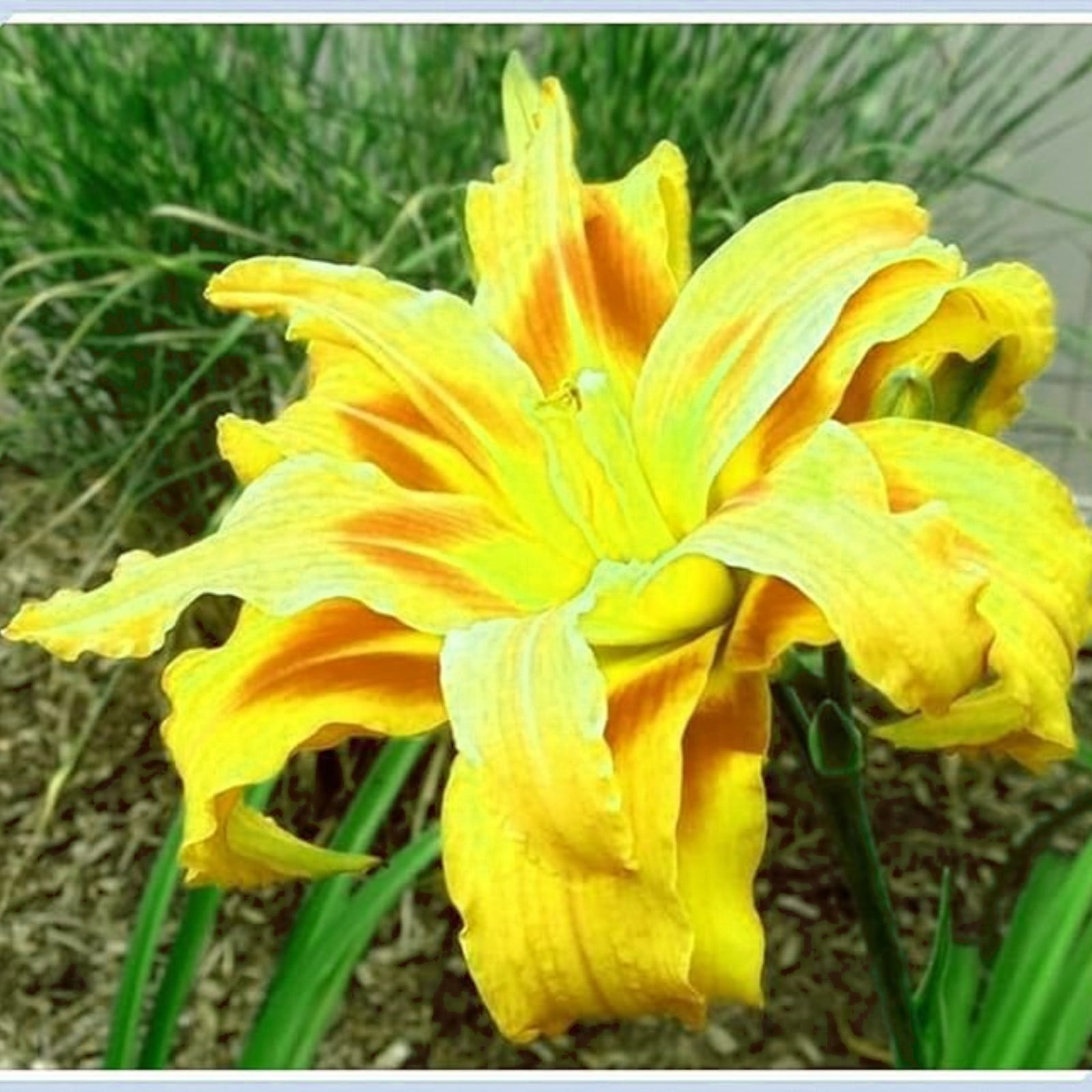 Daylily Reblooming For Planting,Resistant,Hemerocallis Fulva,Peculiar ...