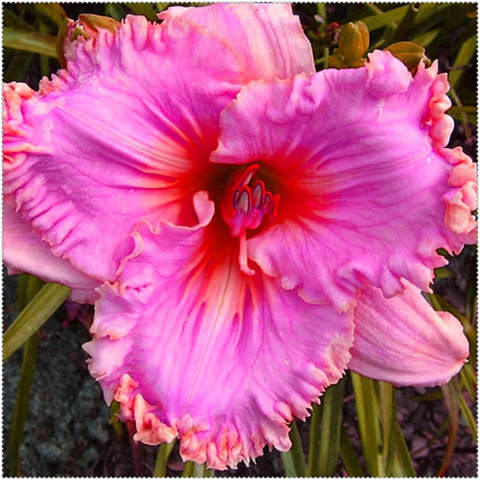 Daylily Reblooming For Planting,Resistant,Hemerocallis Fulva,Peculiar ...