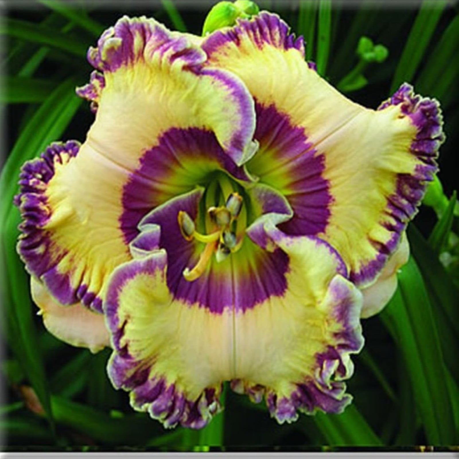 Daylily Reblooming For Planting,Resistant,Hemerocallis Fulva,Peculiar ...