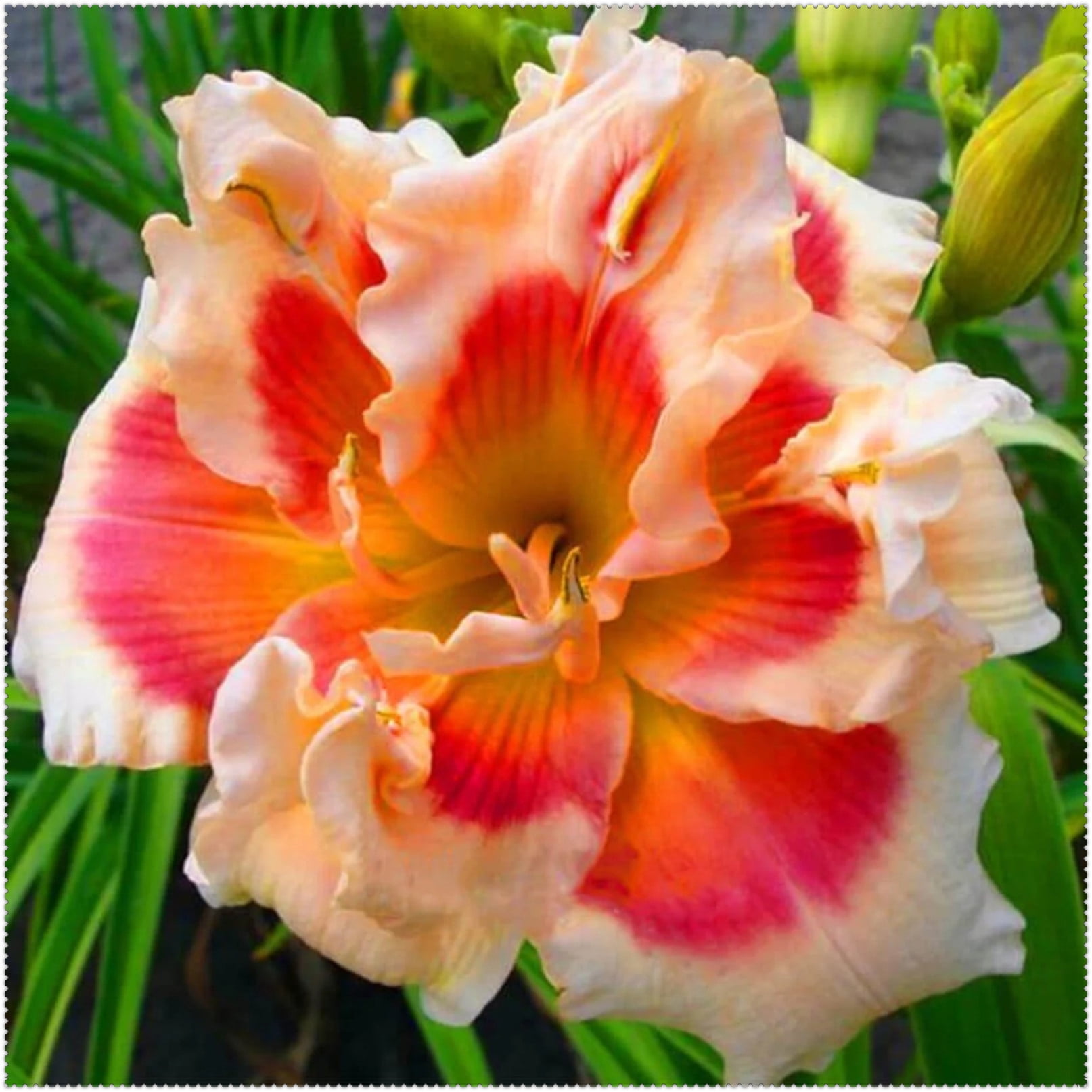 Daylily Reblooming For Planting,Surprise to Grow,Delicate,Landscaping ...