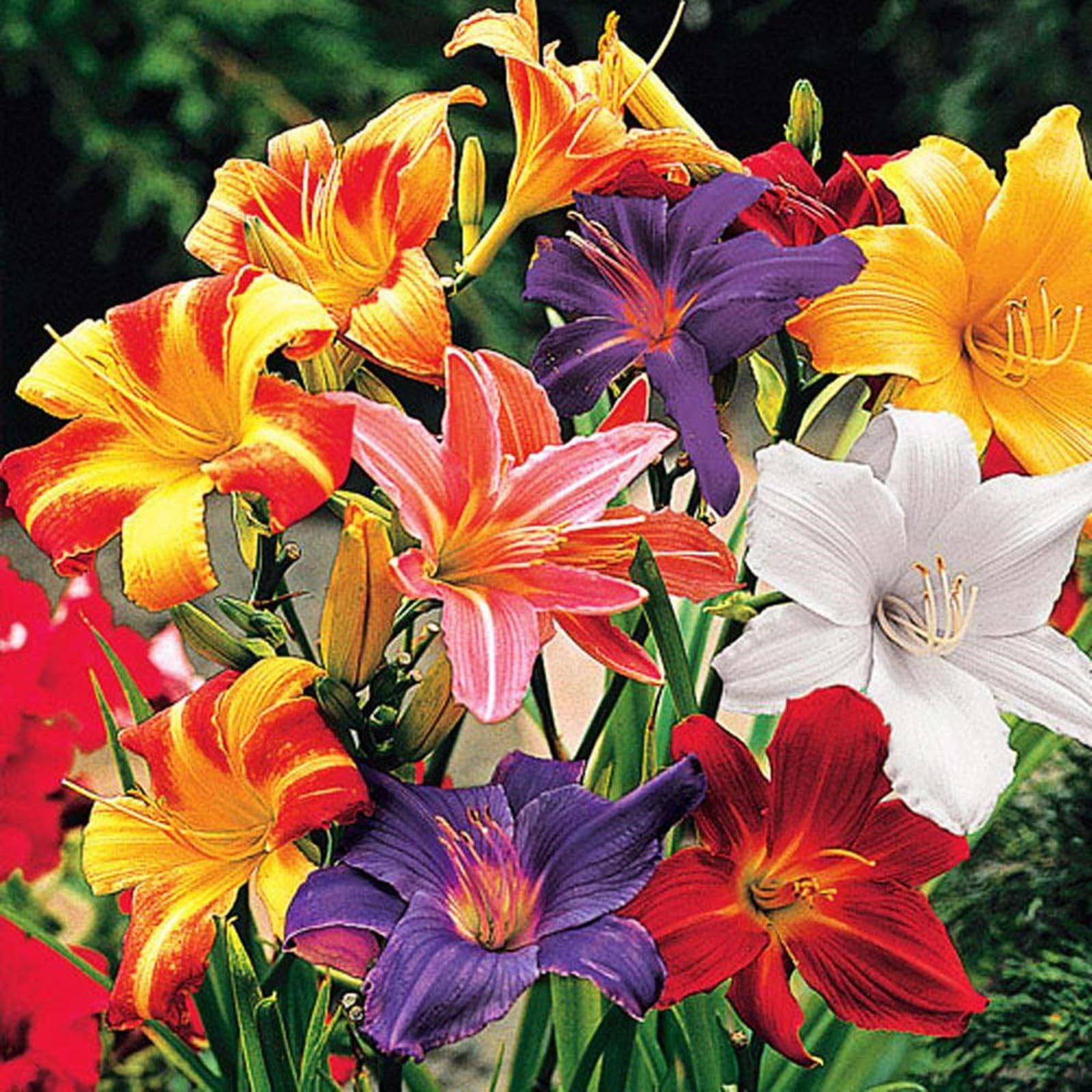 Daylily Reblooming For Planting,Surprise to Grow,Delicate,Landscaping ...