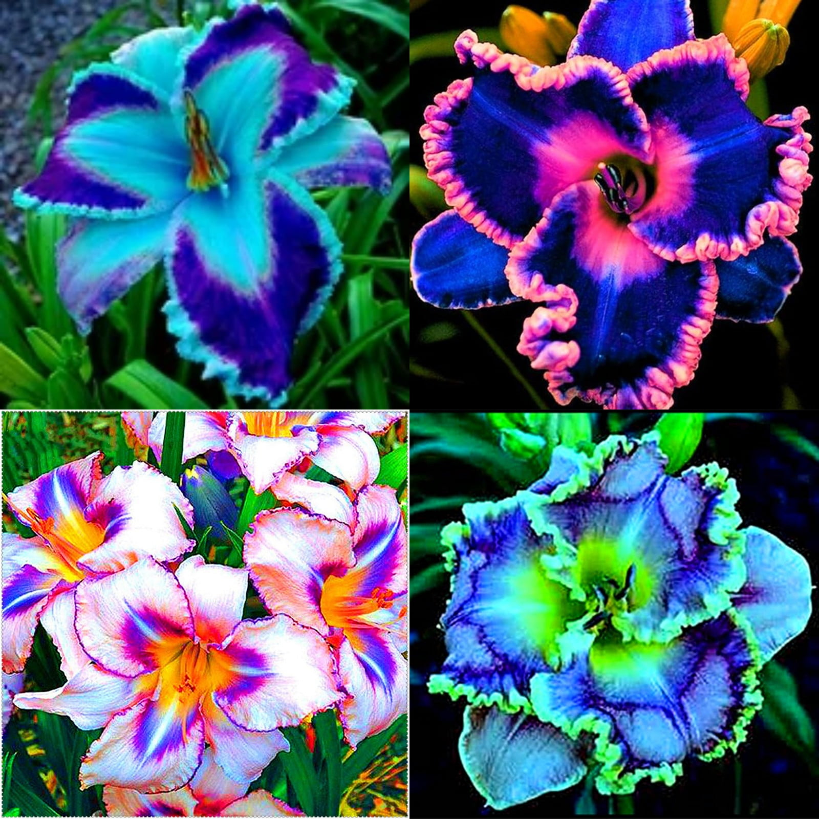 Daylily Reblooming For Planting,Surprise to Grow,Landscaping ...