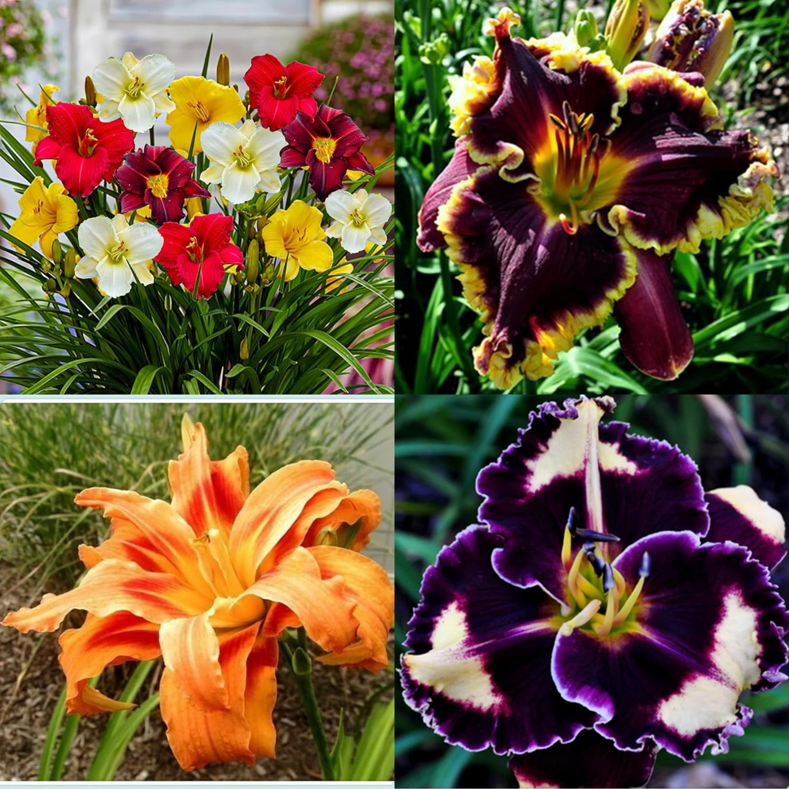 Daylily Reblooming For Planting,Surprise to Grow,Landscaping ...