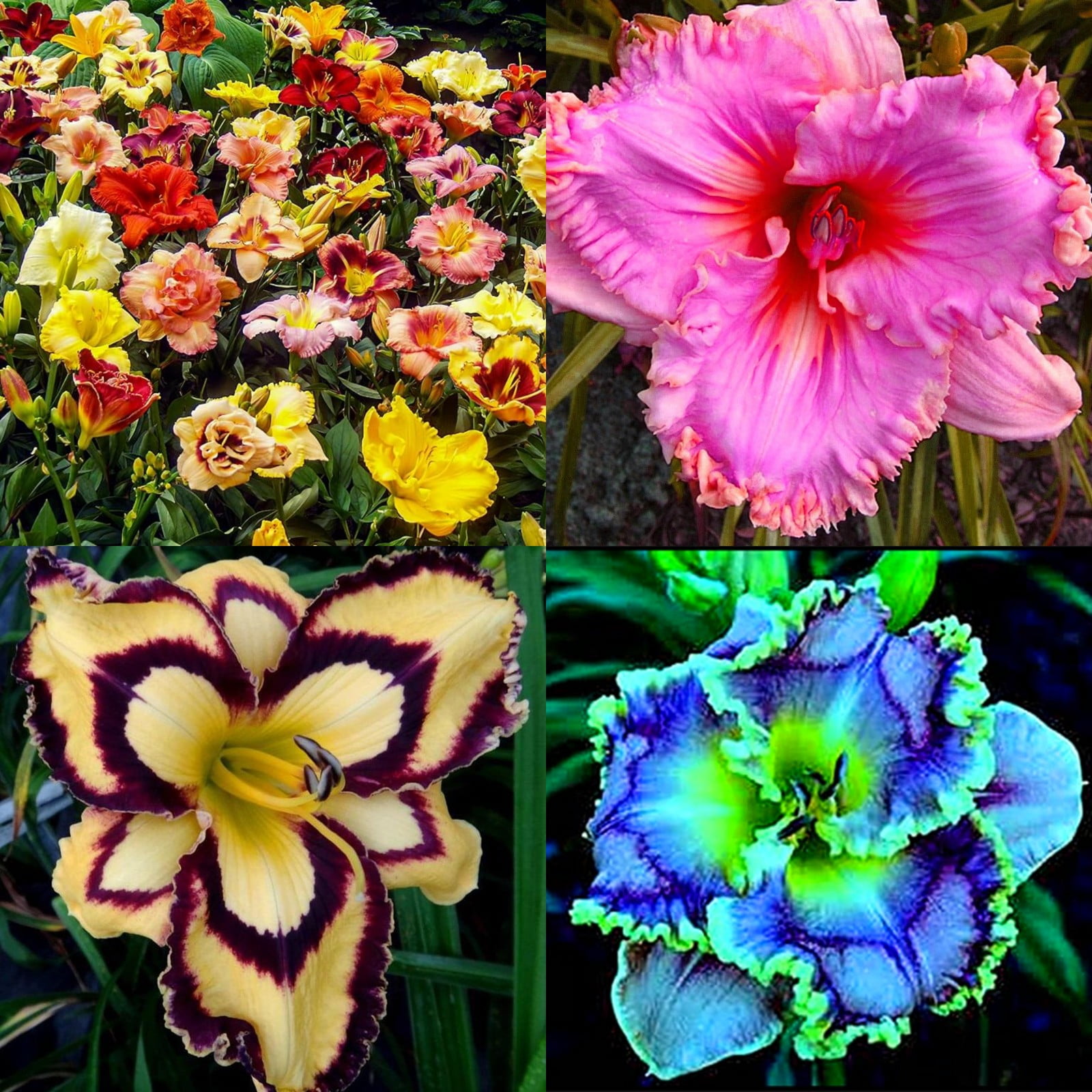 Daylily Reblooming For Planting,Surprise to Grow,Landscaping ...