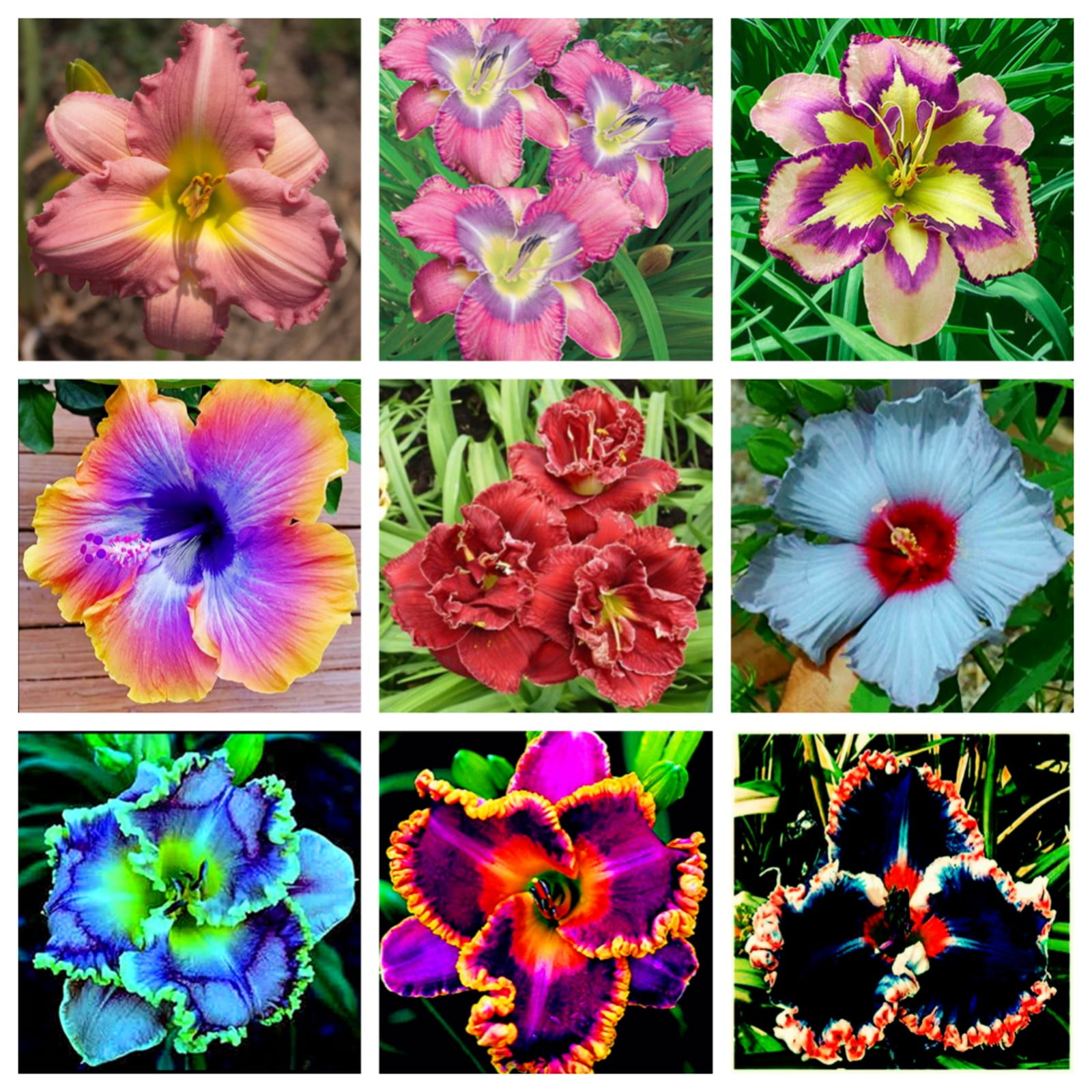 Daylily Reblooming For Planting,Surprise to Grow,Landscaping ...