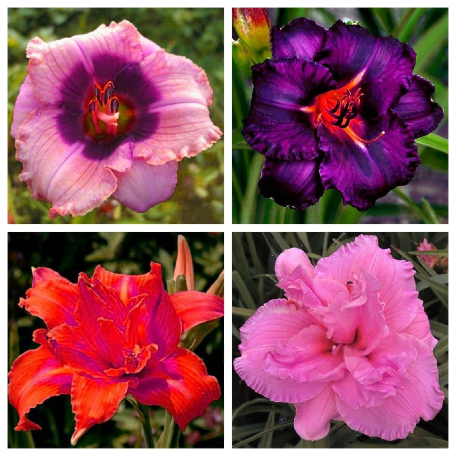 Daylily Reblooming For Planting,Surprise to Grow,Landscaping ...