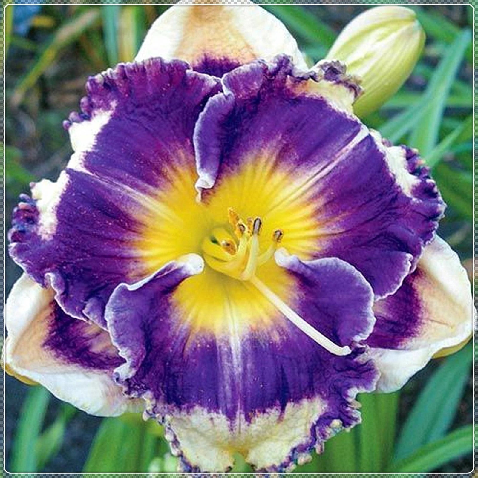 Daylily Reblooming,Hemerocallis Fulva,Surprise to Grow,Delicate ...
