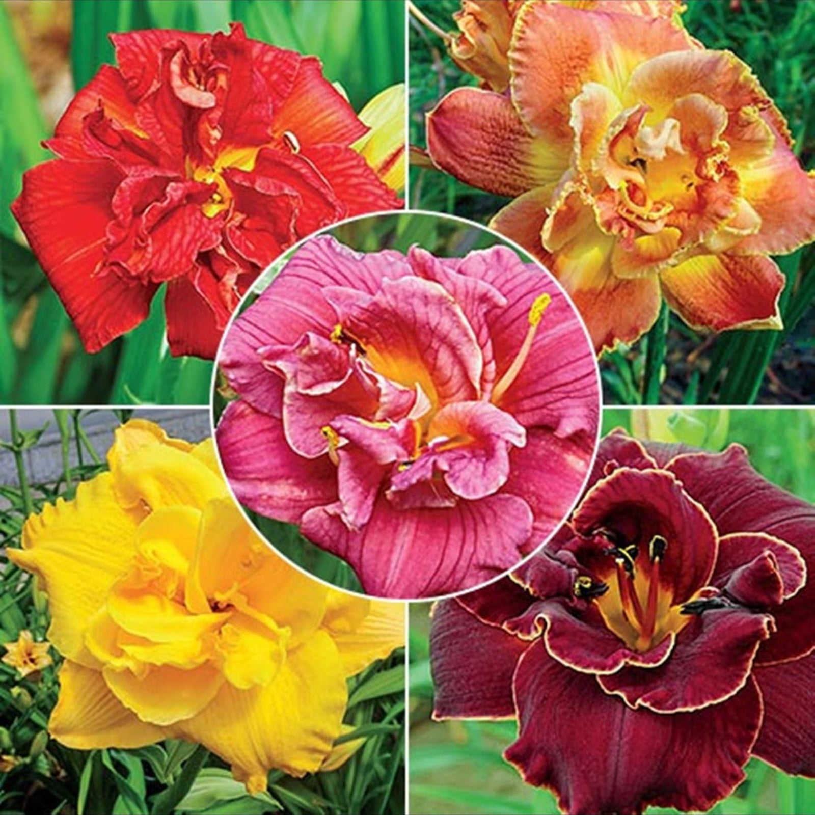 Daylily Reblooming,Hemerocallis Fulva,Surprise to Grow,Delicate ...