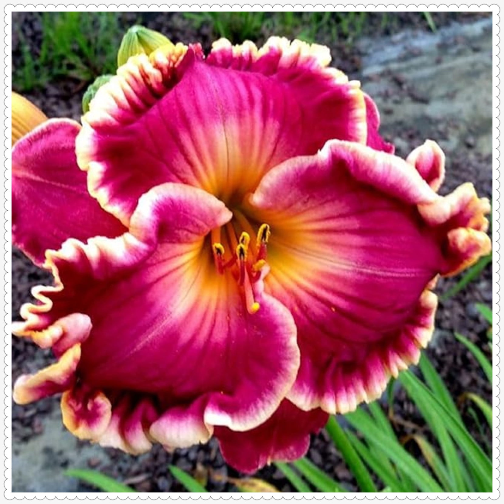 Daylily Reblooming,Hemerocallis Fulva,Surprise to Grow,Delicate ...