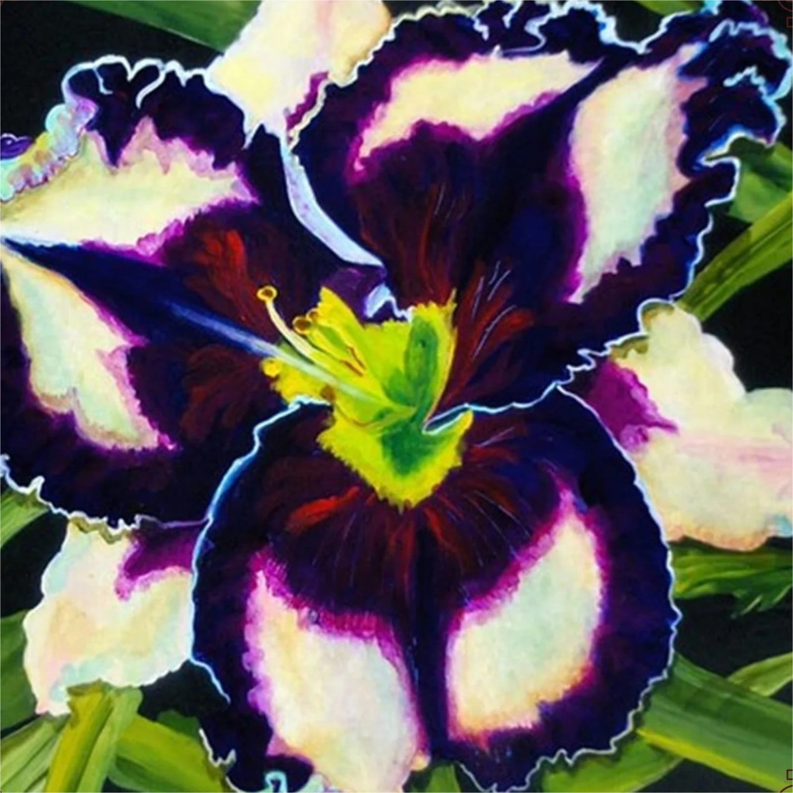 Daylily Reblooming,Hemerocallis Fulva,Surprise to Grow,Delicate ...