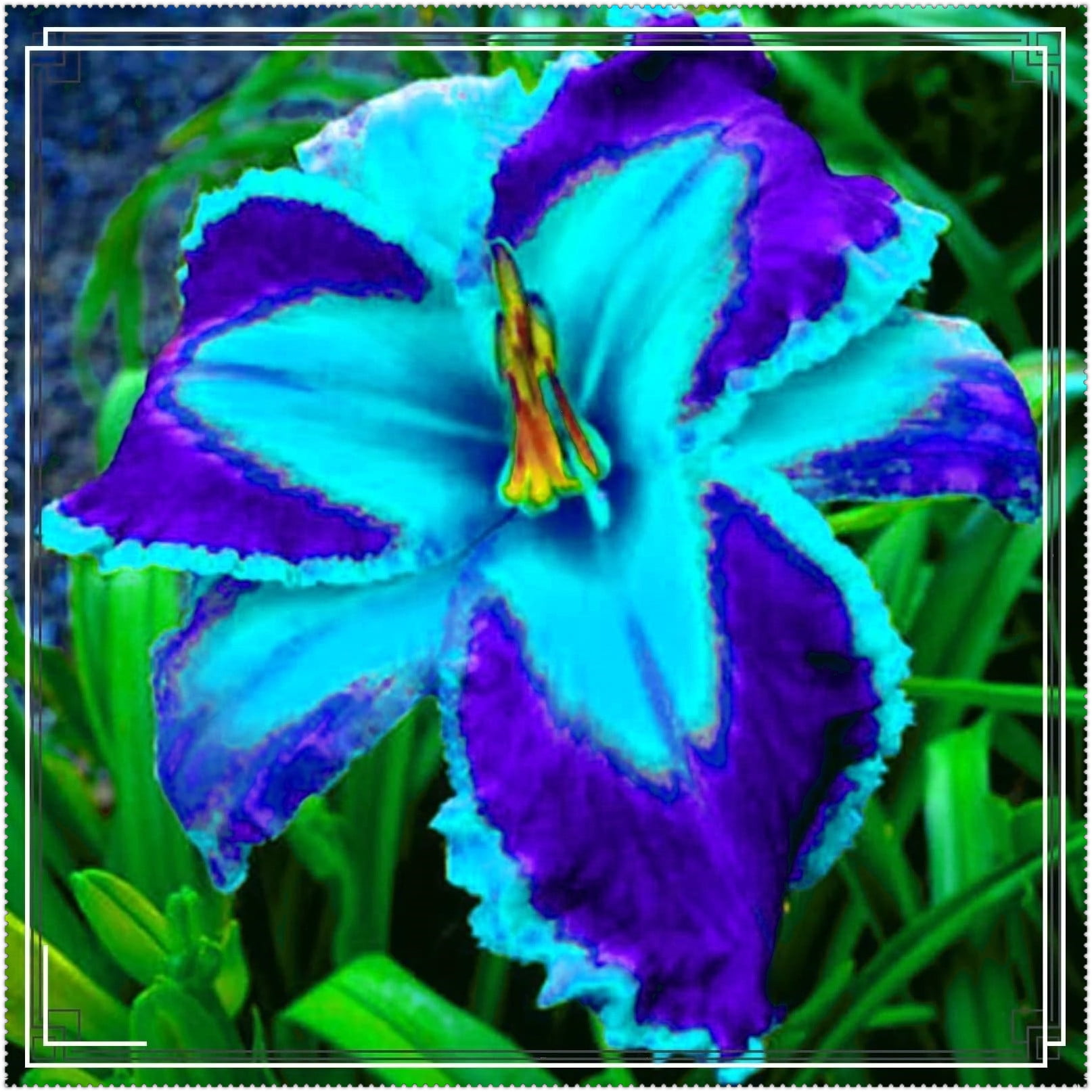 Daylily Reblooming For Planting,Aroma,Peculiar,Hemerocallis Fulva ...