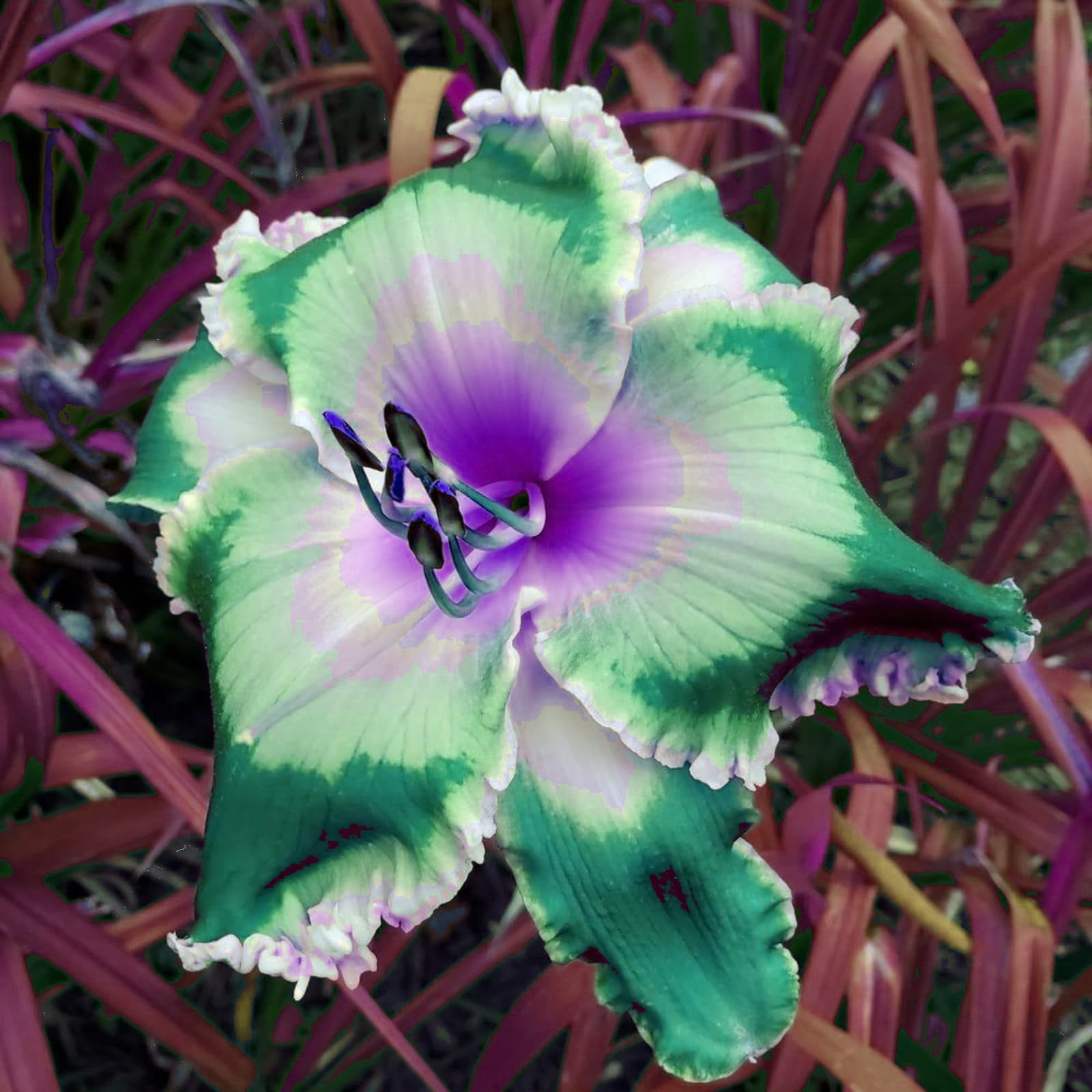 Daylily Reblooming For Planting,Hemerocallis Fulva,Peculiar,Surprise to ...