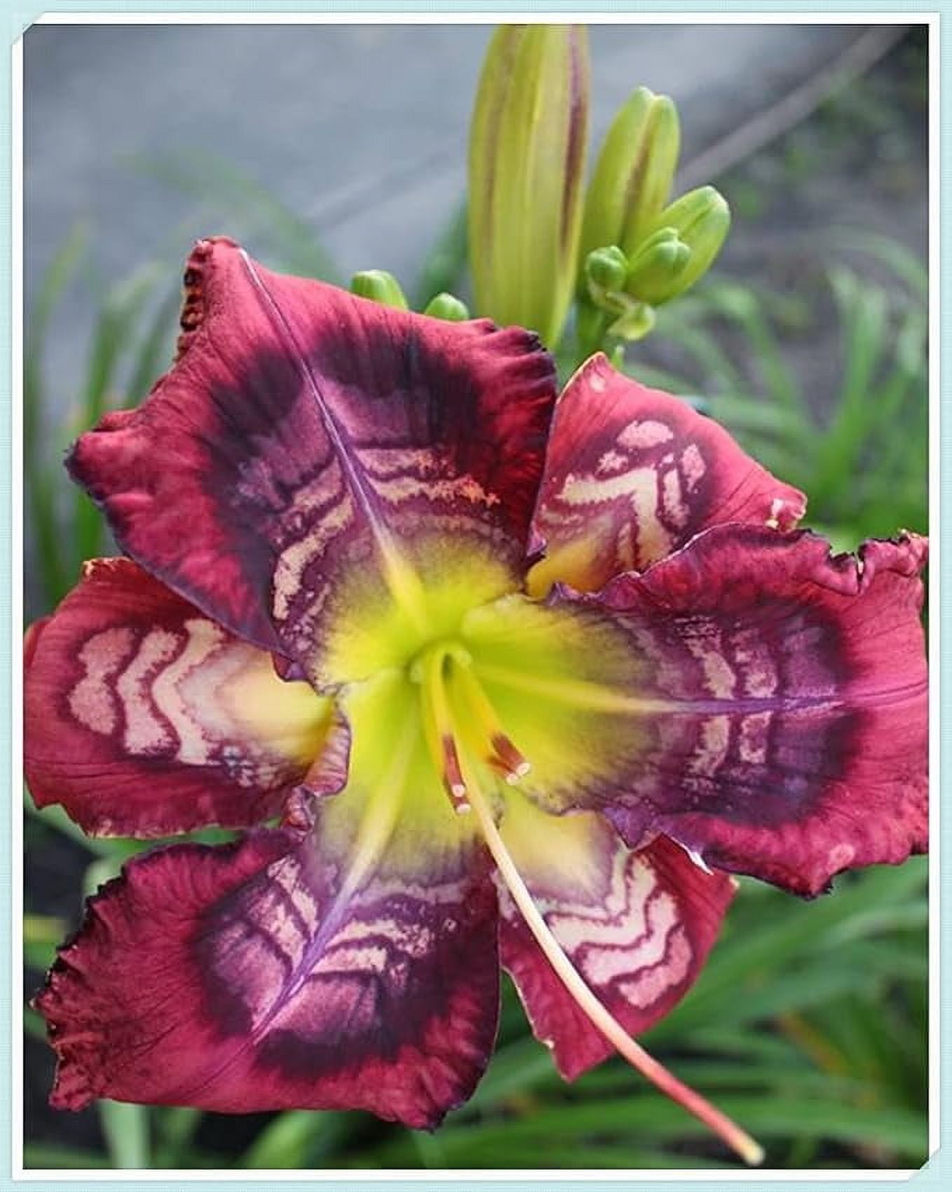 Daylily Reblooming For Planting,Hemerocallis Fulva,Resistant,Peculiar ...