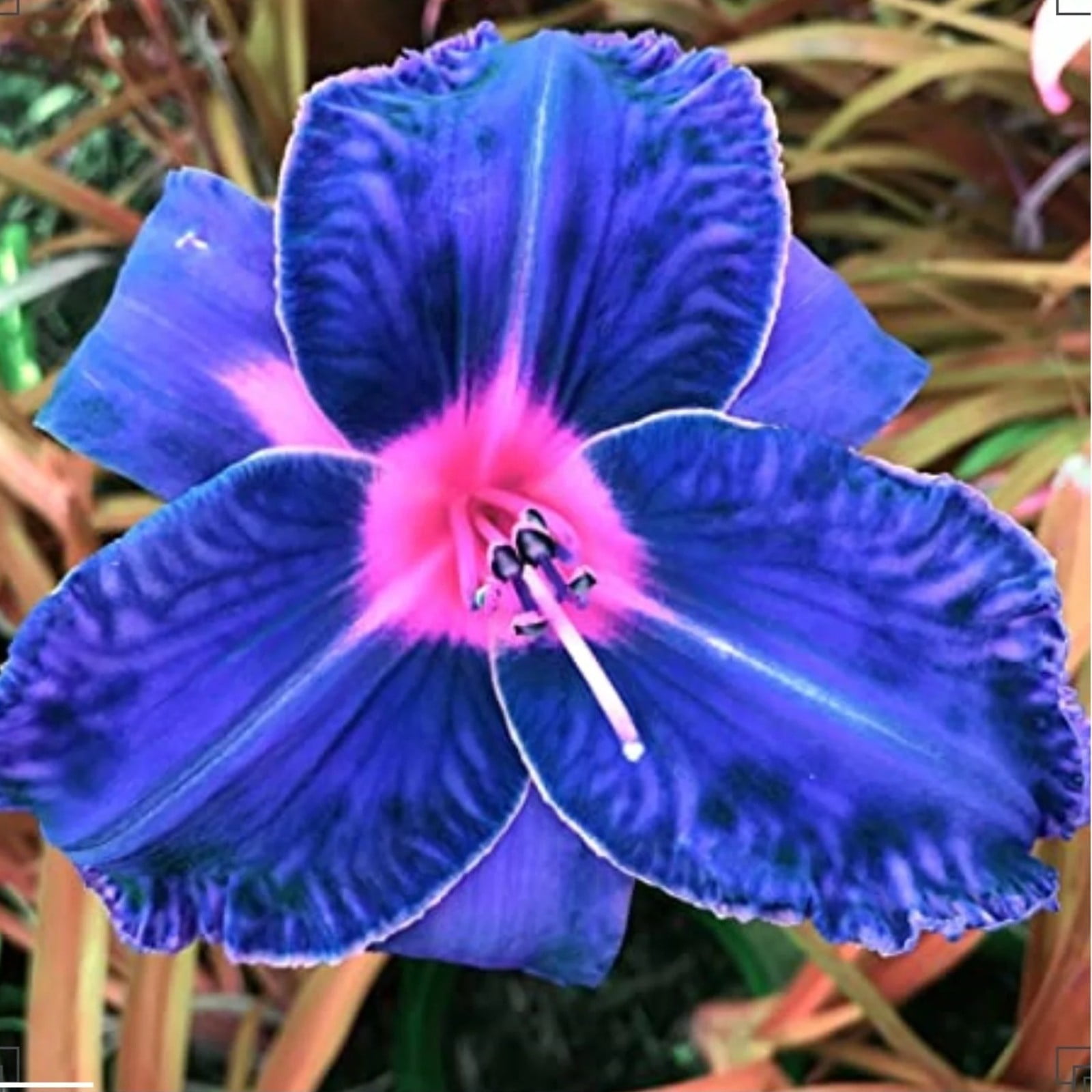 Daylily Reblooming For Planting,Peculiar,Aroma,Hemerocallis Fulva ...