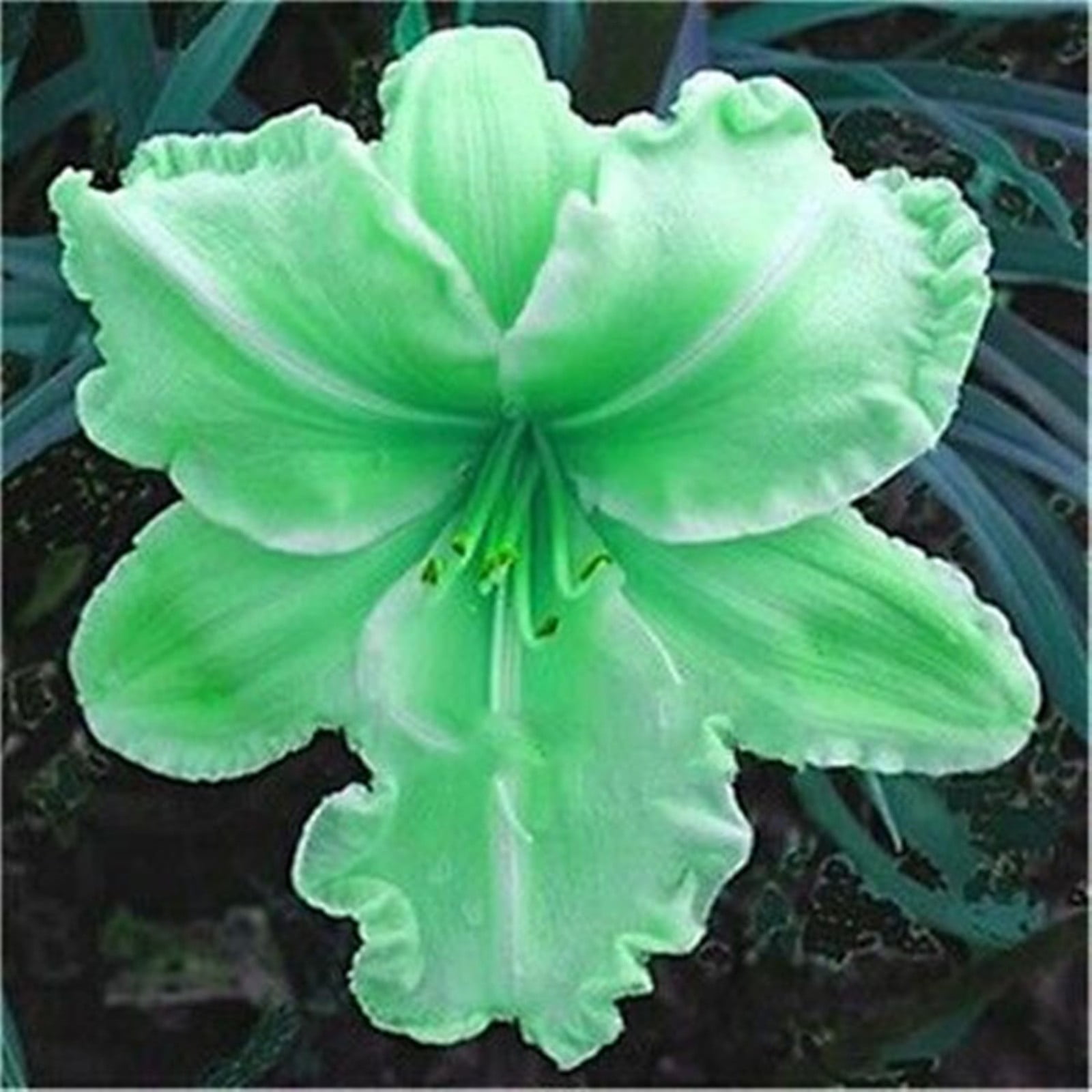 Daylily Reblooming For Planting,Peculiar,Aroma,Hemerocallis Fulva ...