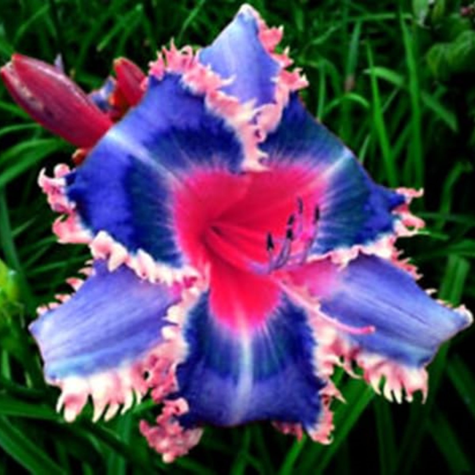 Daylily Reblooming For Planting,Peculiar,Aroma,Hemerocallis Fulva ...