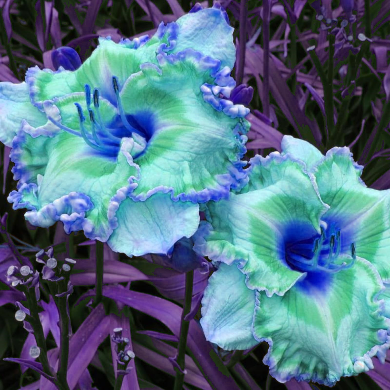 Daylily Reblooming For Planting,Peculiar,Hemerocallis Fulva,Surprise to ...