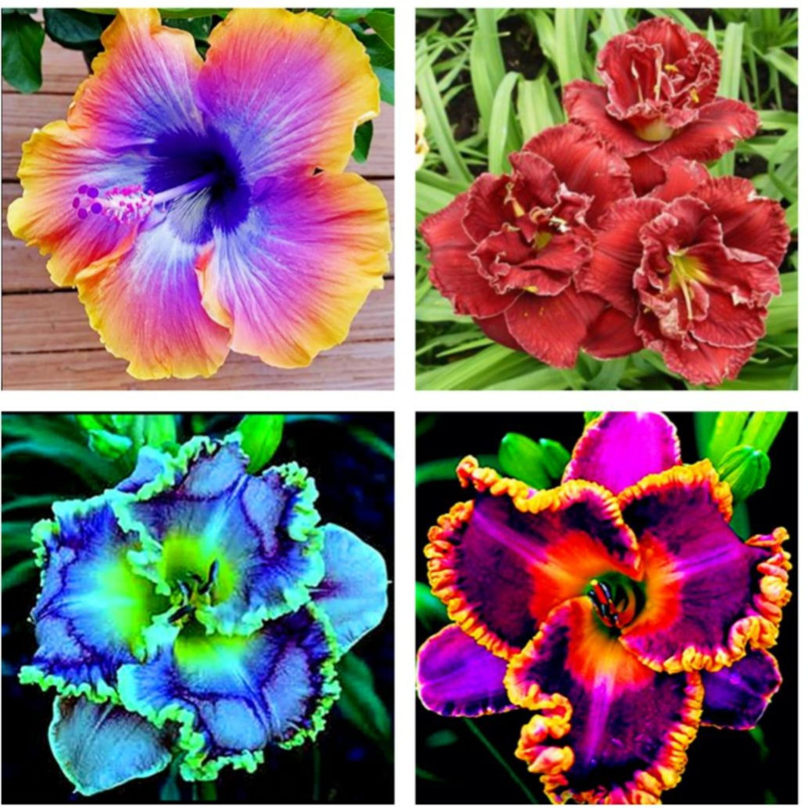 Daylily Reblooming For Planting,Peculiar,Hemerocallis Fulva,Surprise to ...