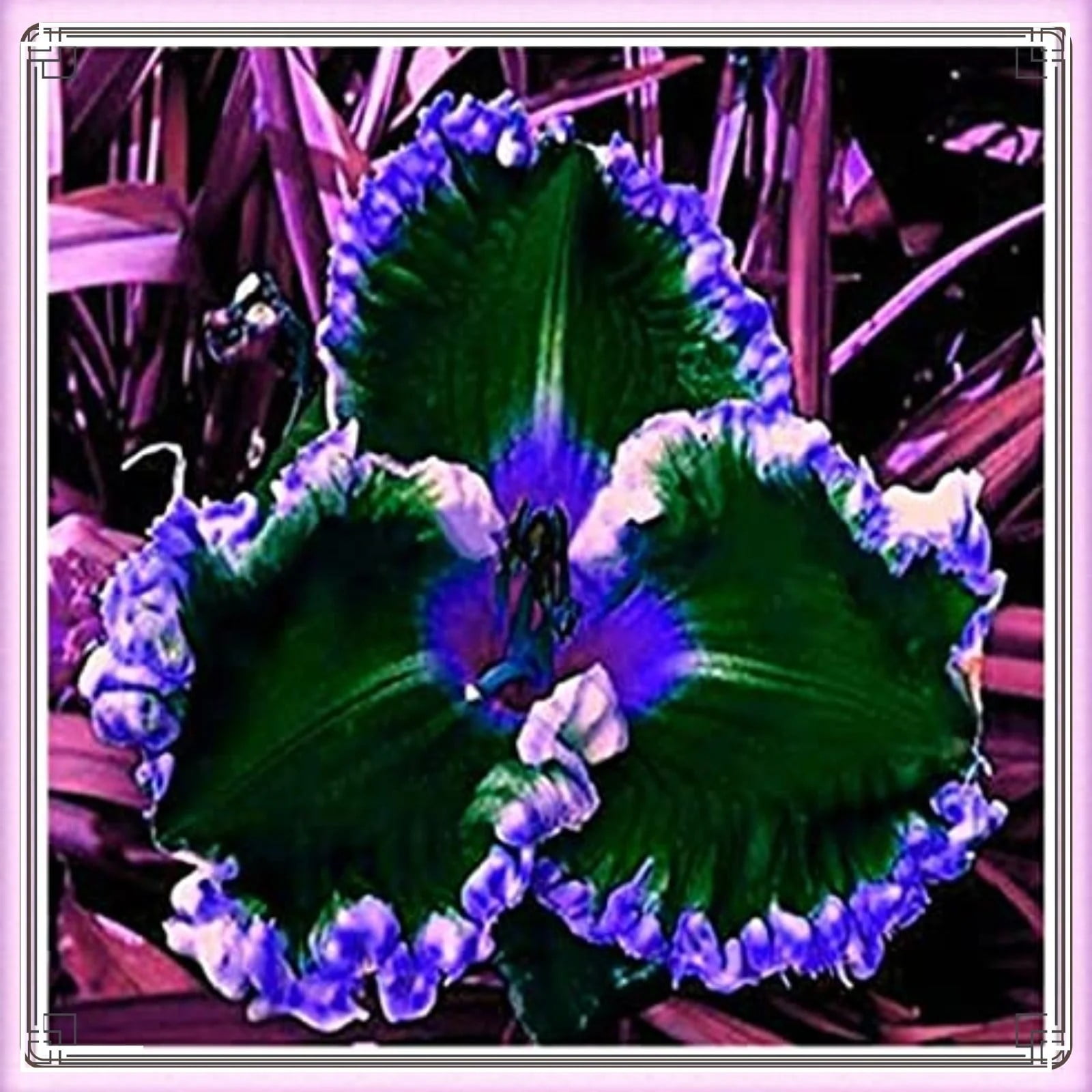 Daylily Reblooming For Planting,Peculiar,Hemerocallis Fulva,Surprise to ...