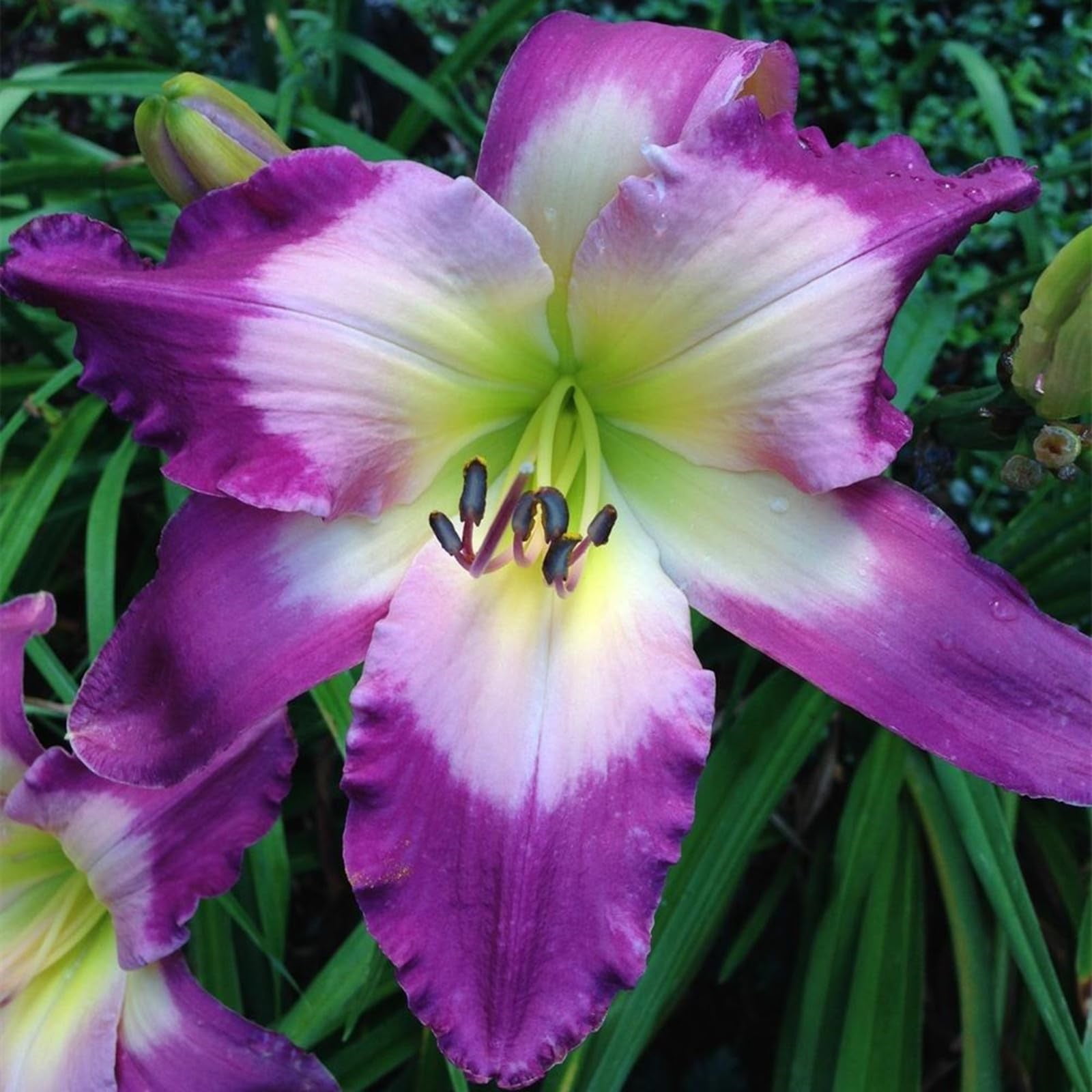 Daylily Reblooming For Planting,Peculiar,Hemerocallis Fulva,Surprise to ...