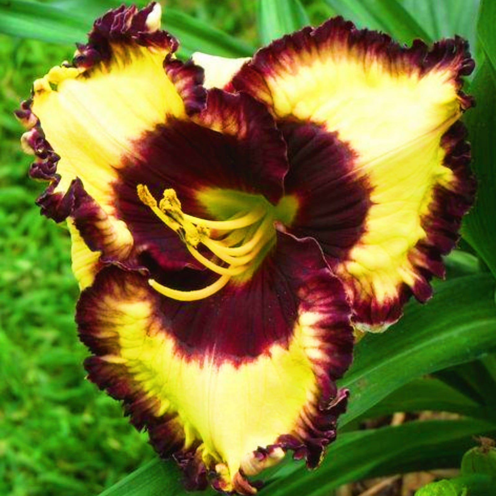 Daylily Roots Daylily Bulbs For Planting Daylily Plants Daylily Bulbs ...