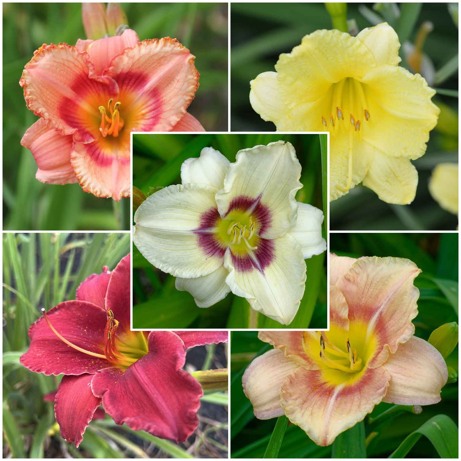 Daylily Roots - Fragrant Rebloomer Mix, 5 Roots, Attracts Pollinators ...