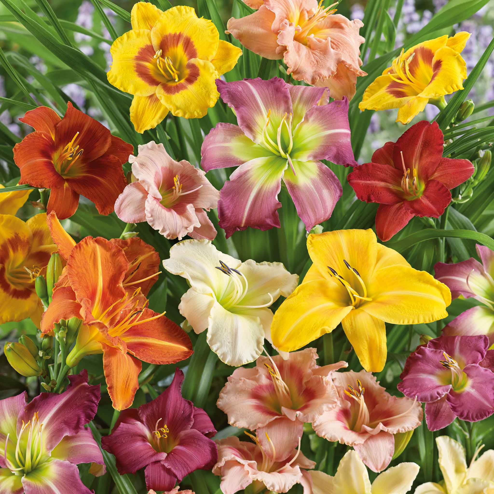 Eden Brothers Daylily Roots - Mixed - Walmart.com