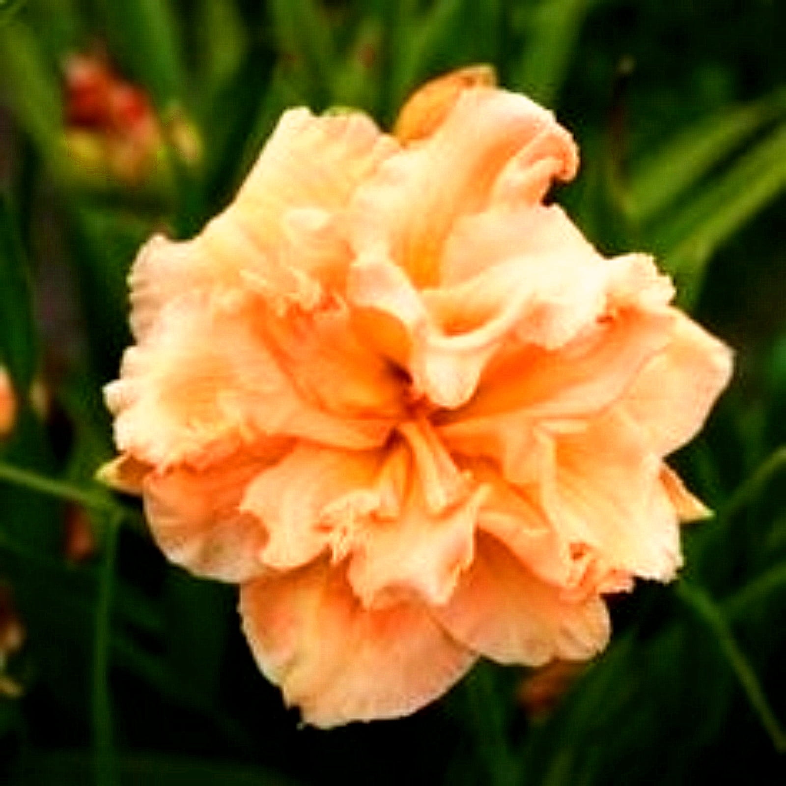 Daylily Roots for Planting – Hardy Perennial Flowers for Garden Borders ...