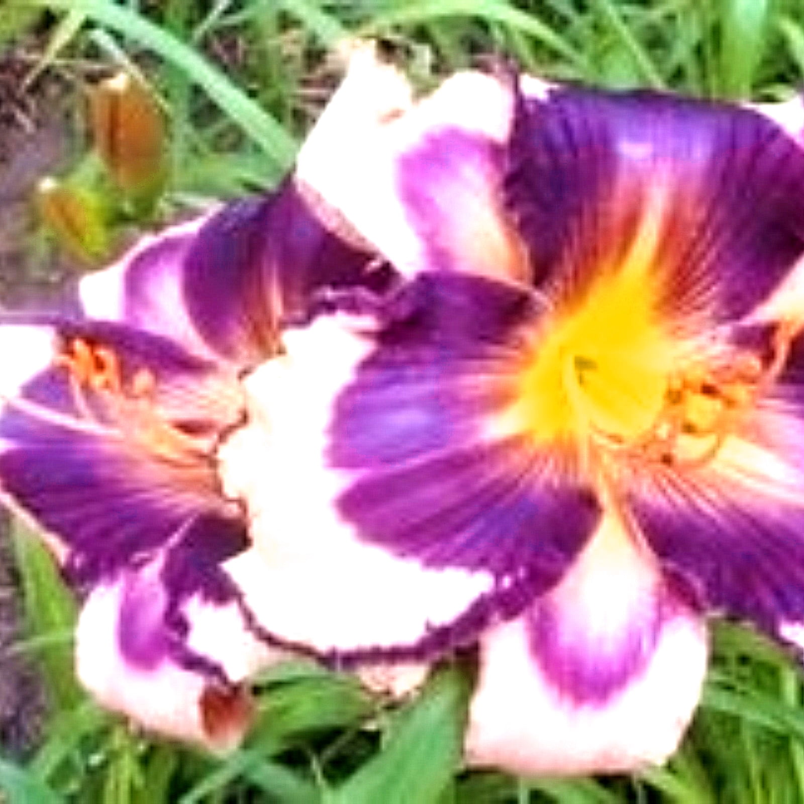 Daylily Roots for Planting – Hardy Perennial Flowers for Garden Borders ...