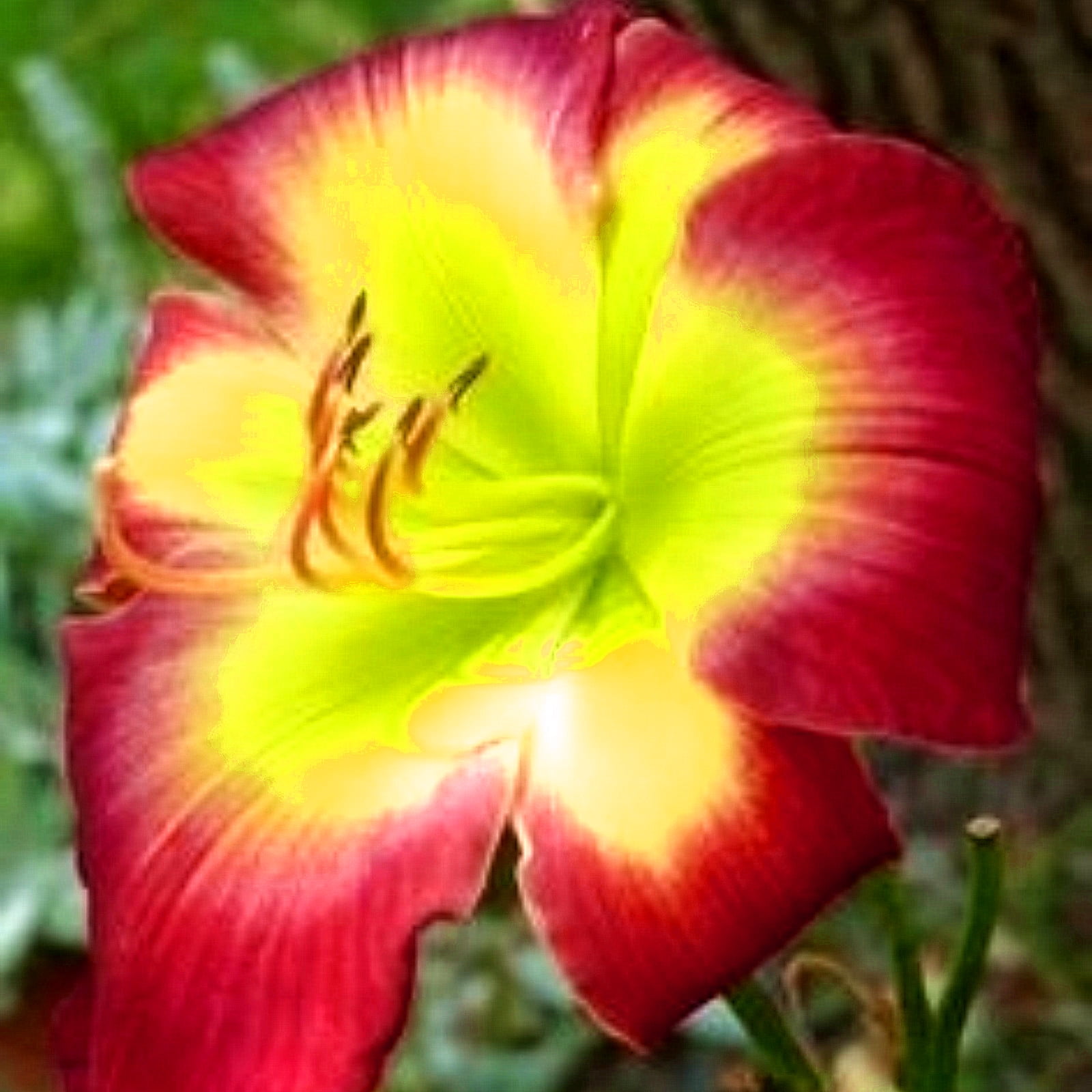 Daylily Roots for Planting – Hardy Perennial Flowers for Garden Borders ...