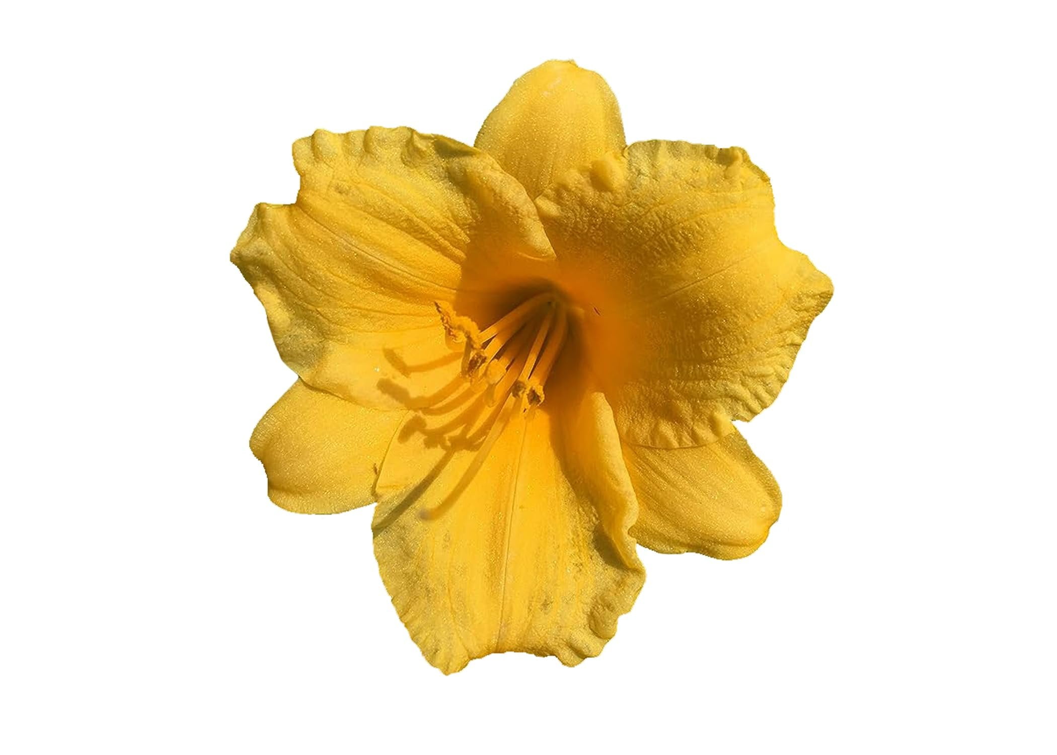 Daylily Stella D' Oro I 3 Live 3 Inch Pots I Hemerocallis Yellow ...