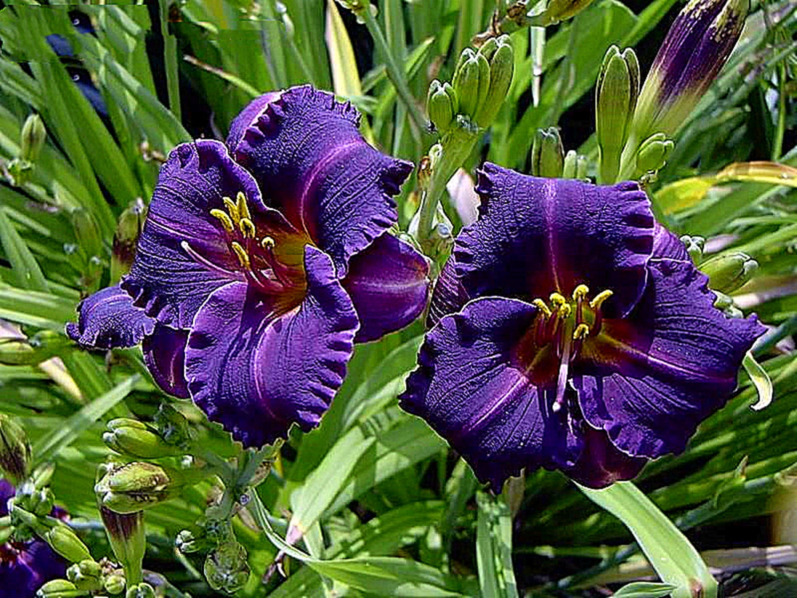 Daylily，Surprise to Grow Fall or Spring Indoor or Outdoor(Daylily for ...