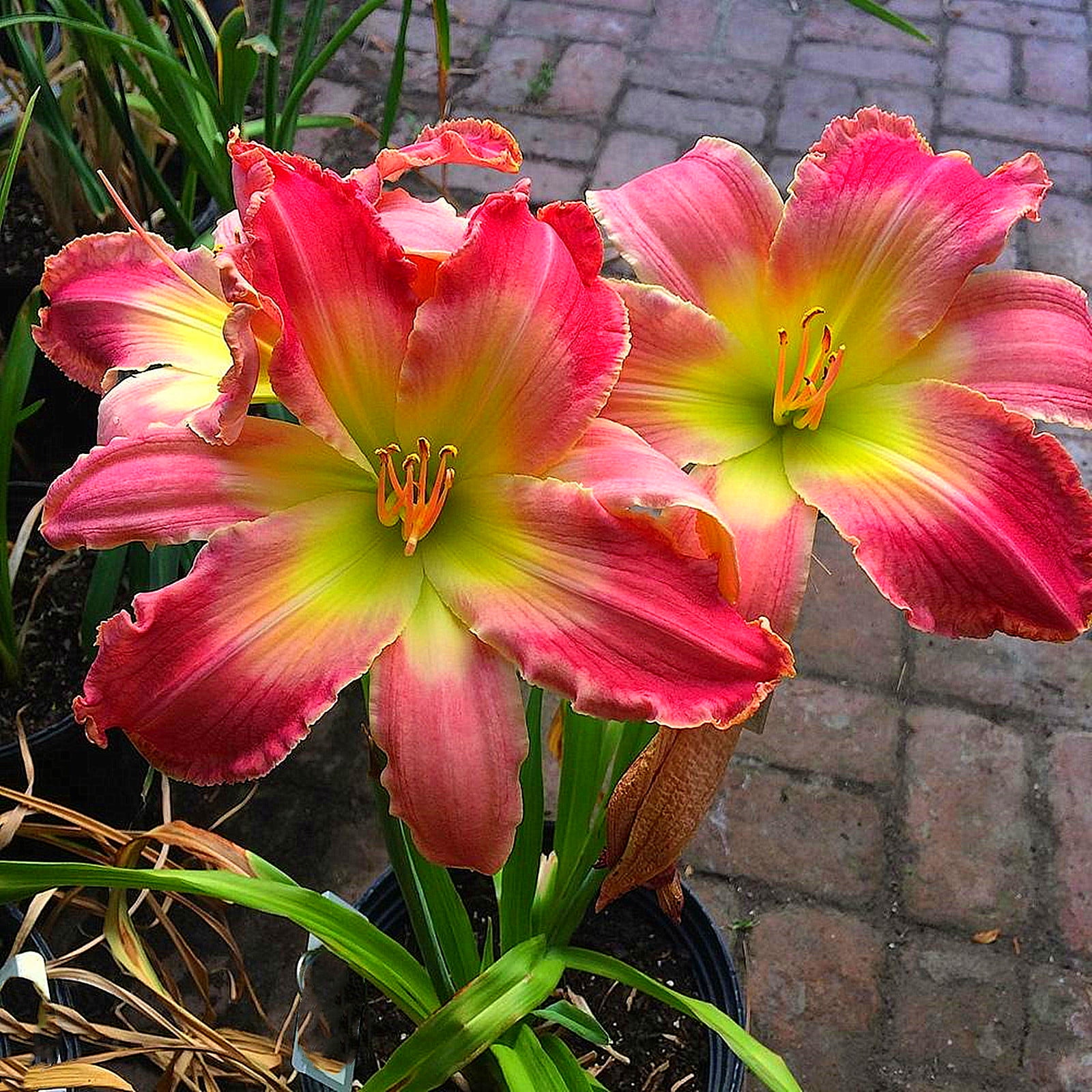 Daylily，Surprise to Grow Pots to Grow Fall or Spring Indoor or Outdoor ...