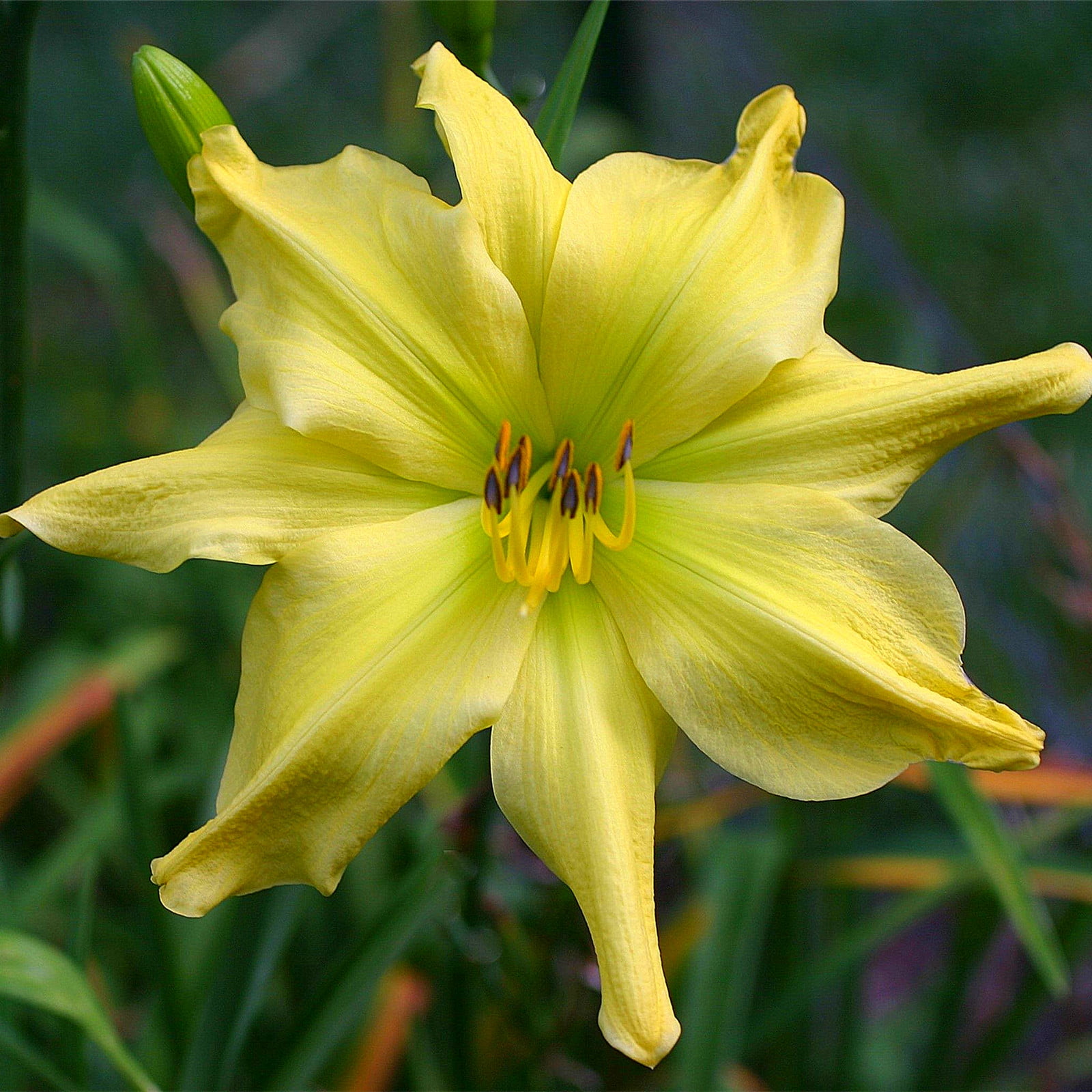Daylily，Surprise to Grow Pots to Grow Fall or Spring Indoor or Outdoor ...