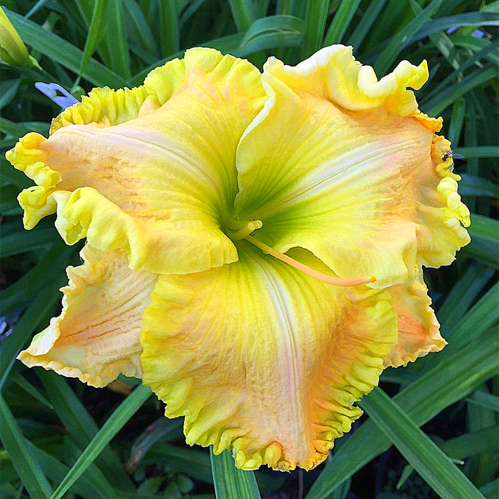 Daylily，Surprise to Grow Pots to Grow Fall or Spring Indoor or Outdoor ...