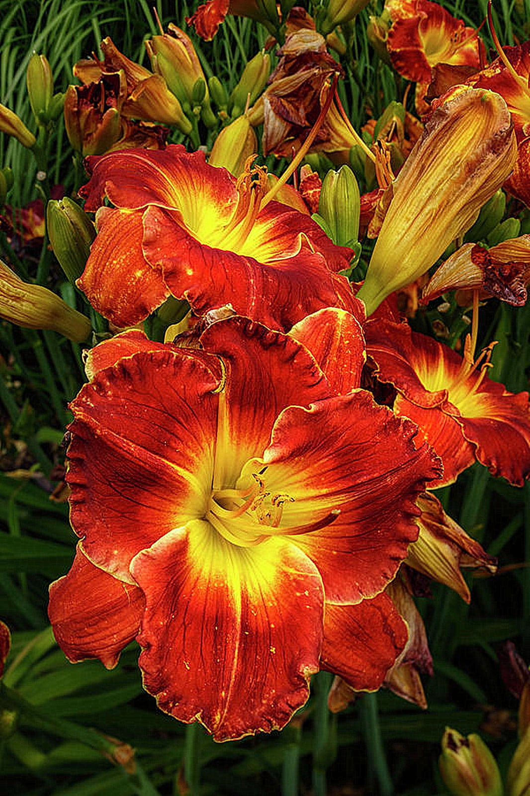 Daylily，Surprise to Grow Pots to Grow Fall or Spring Indoor or Outdoor ...