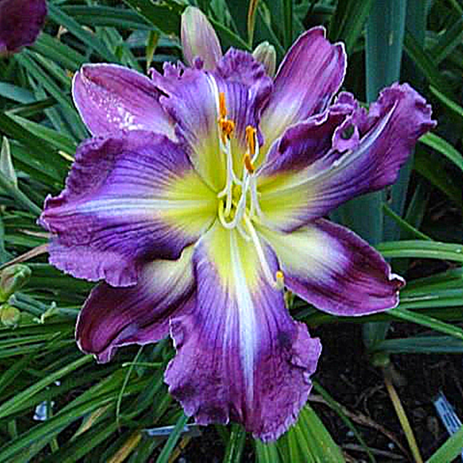 Daylily，Surprise to Grow Pots to Grow Fall or Spring Indoor or Outdoor ...