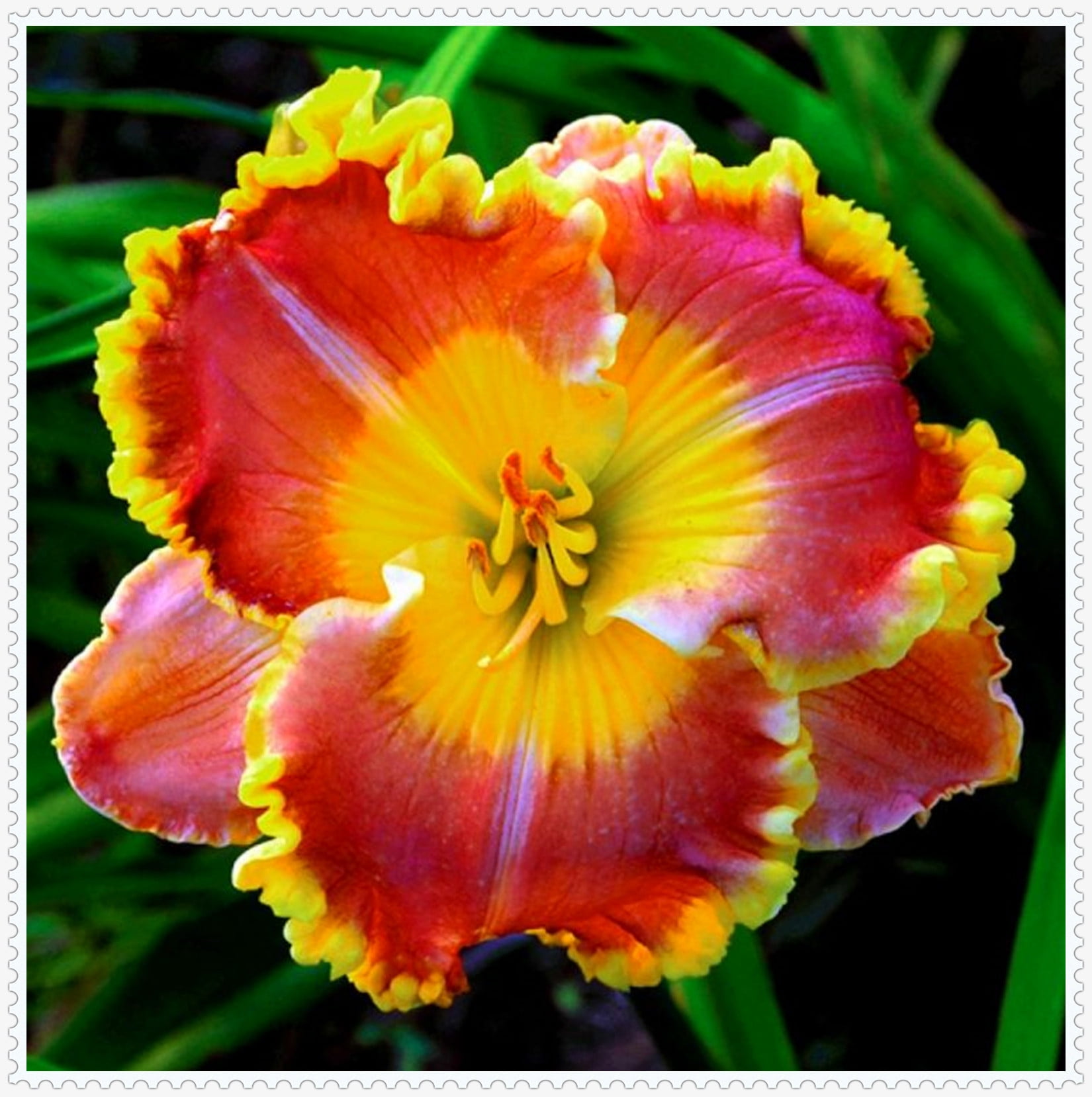 Daylily，Surprise to Grow Pots to Grow Fall or Spring Indoor or Outdoor ...