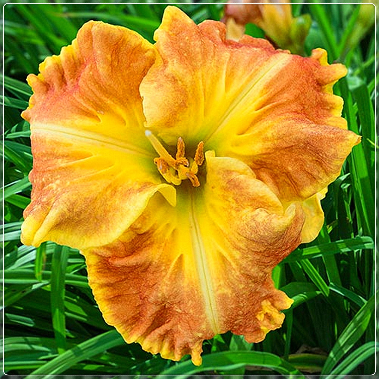 Daylily，Surprise to Grow Pots to Grow Fall or Spring Indoor or Outdoor ...