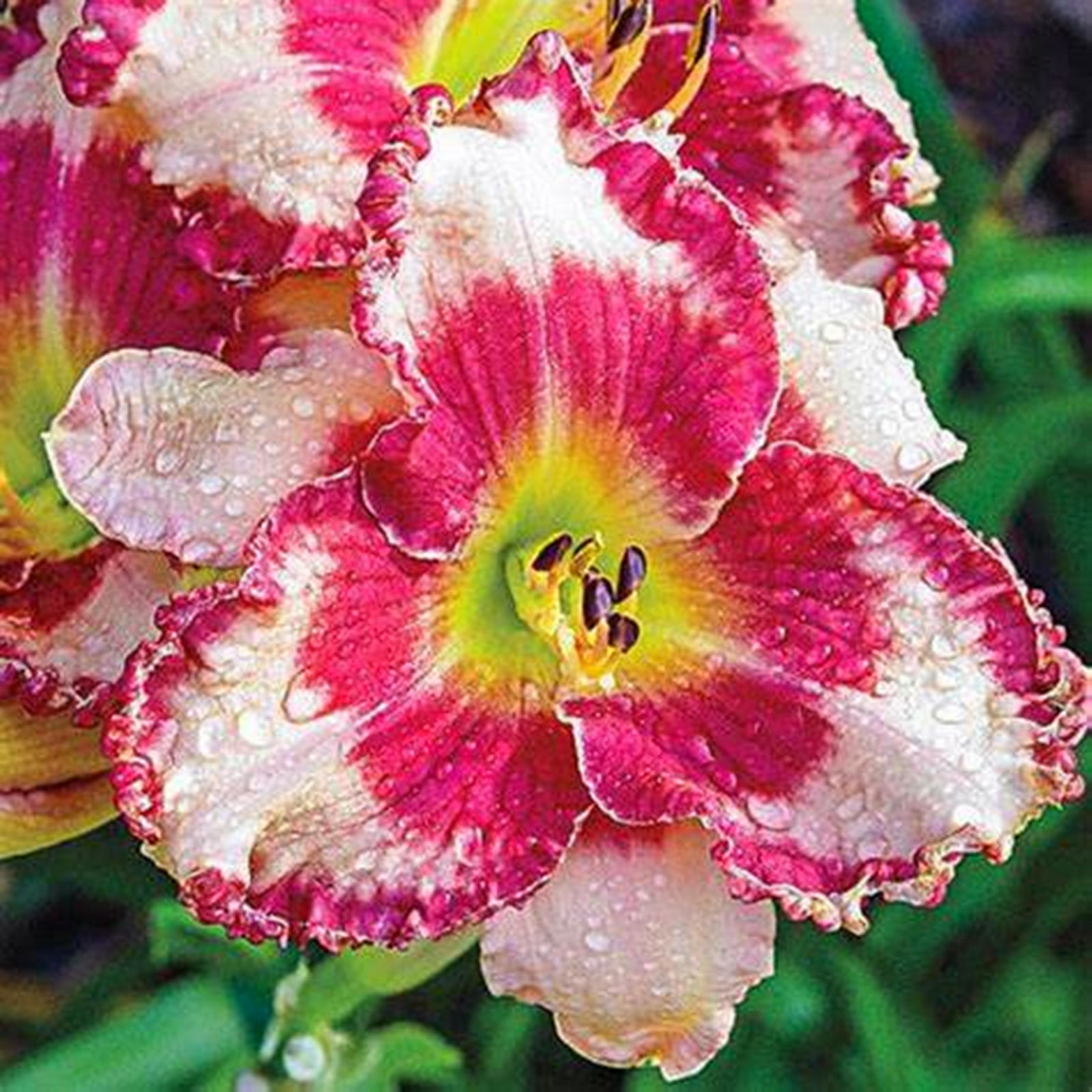Daylily，Surprise to Grow Pots to Grow Fall or Spring Indoor or Outdoor ...