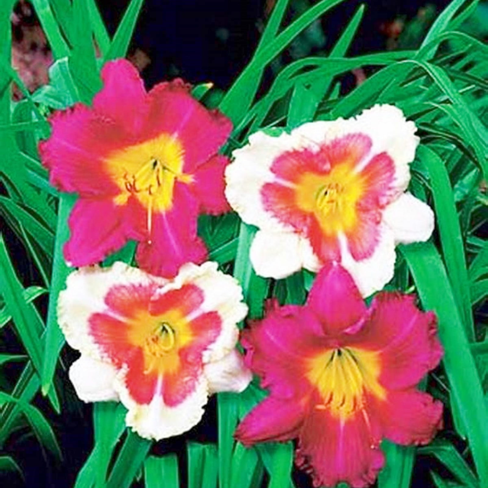 Daylily Tuber Daylily Bulbs Bulk Daylily Bulbs For Sale Daylily Plants ...