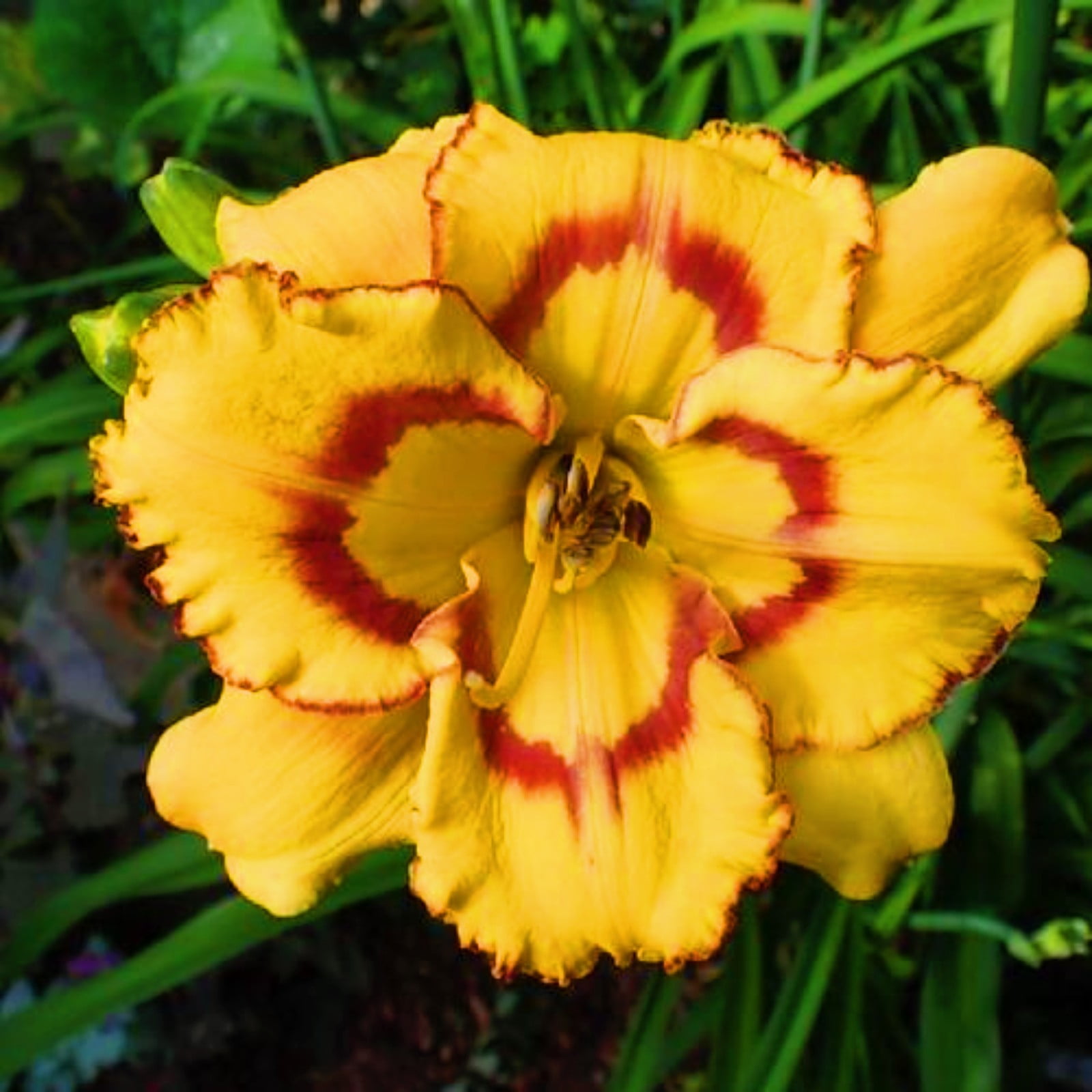 Daylily Tuber Daylily Bulbs For Sale Daylily Bulbs Bulk Daylily Plants ...