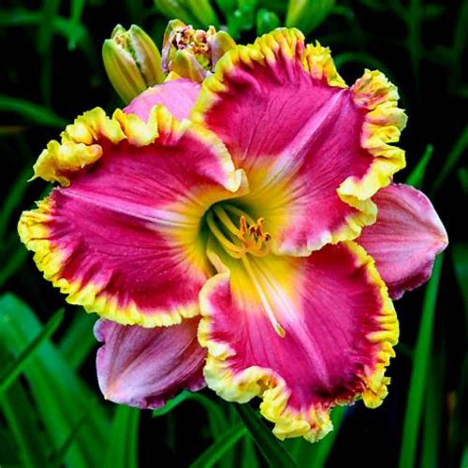 Daylily Tuber Daylily Plants Daylily Bulbs Bulk Daylily Bulbs For Sale ...